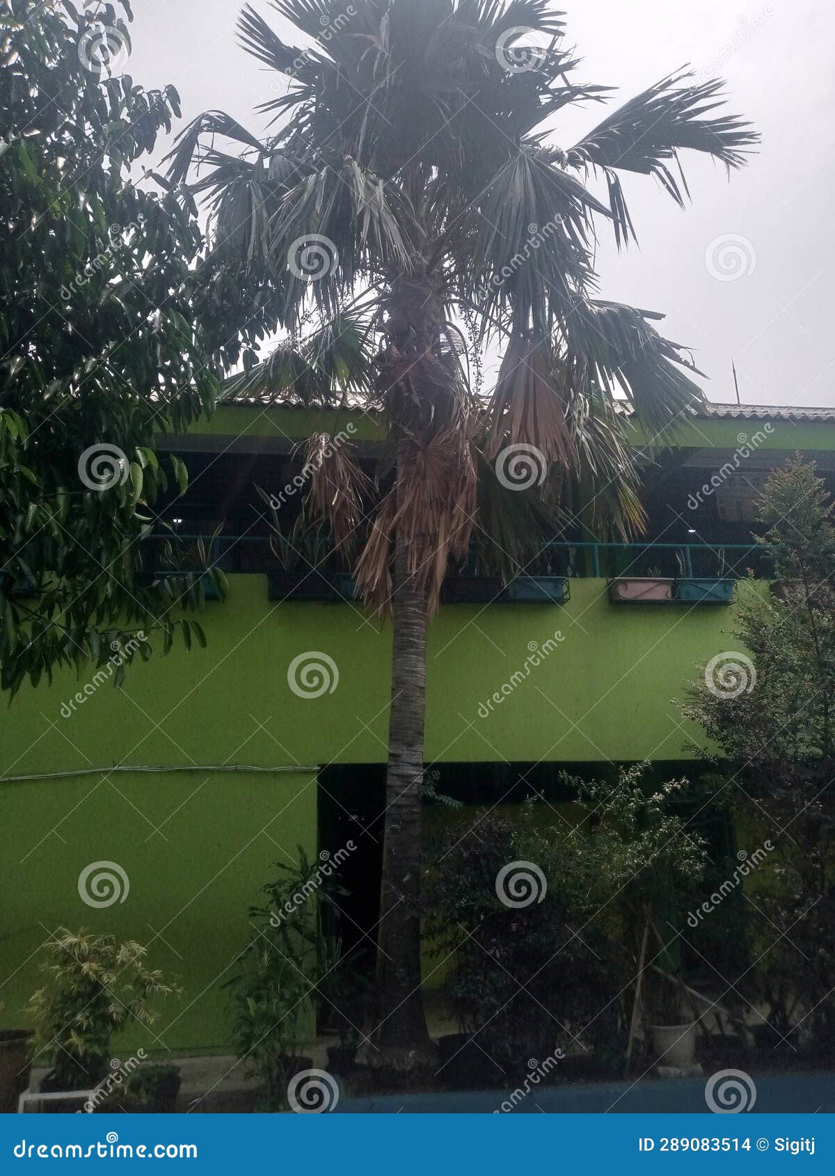 The Old Tree in My School Yard Withered Stock Photo - Image of school ...