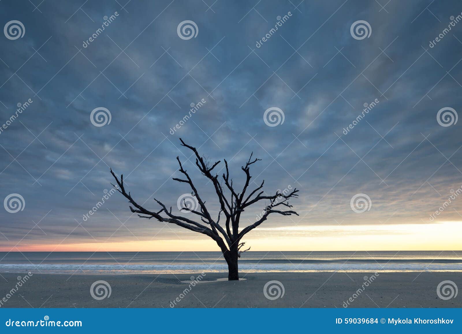 Old tree near the ocean stock photo. Image of sunset - 59039684