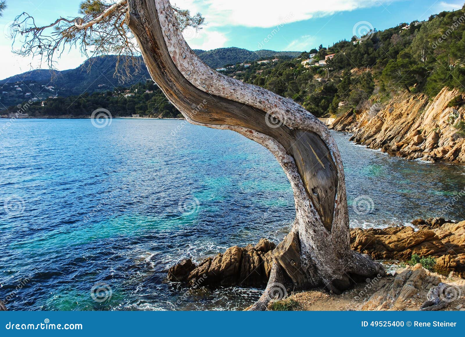 Old Tree Near the Seashore. Stock Photo - Image of tree, south: 49525400