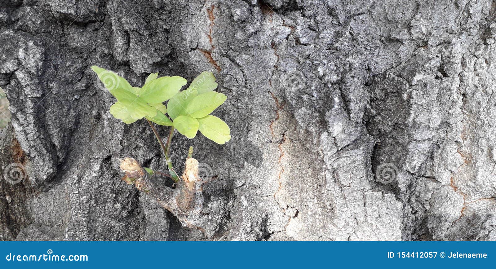 Old tree with new leaf 2 stock image. Image of greenleaf - 154412057