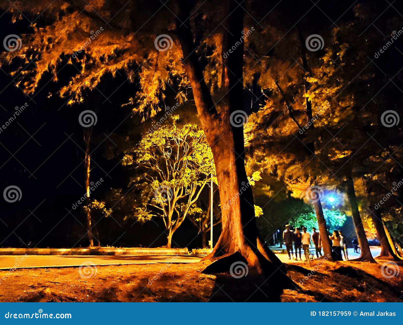 Old tree at night stock image. Image of tree, sunset - 182157959