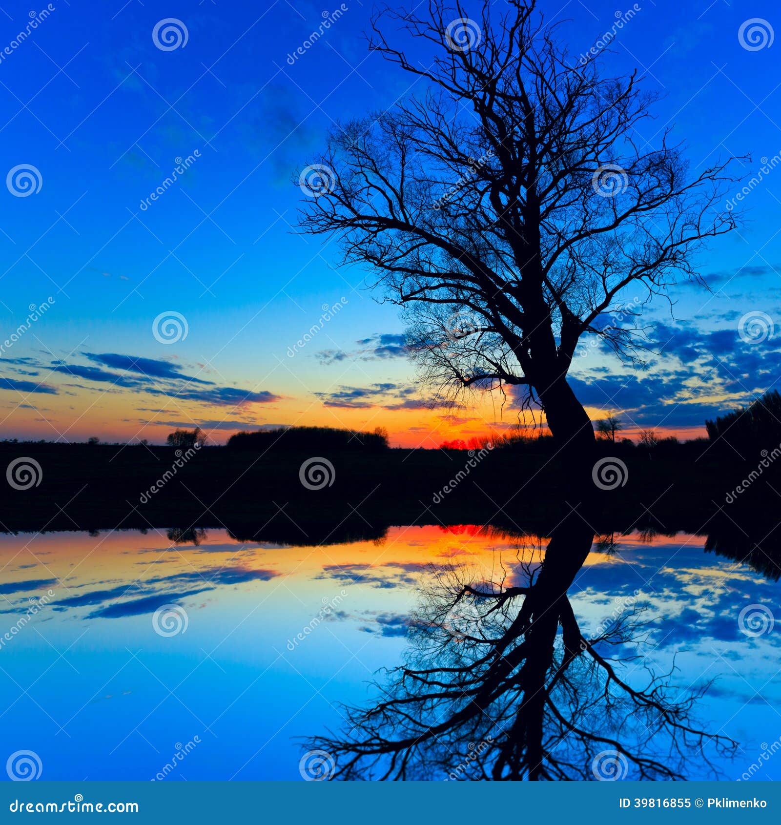 Old tree in night stock image. Image of beautiful, light - 39816855