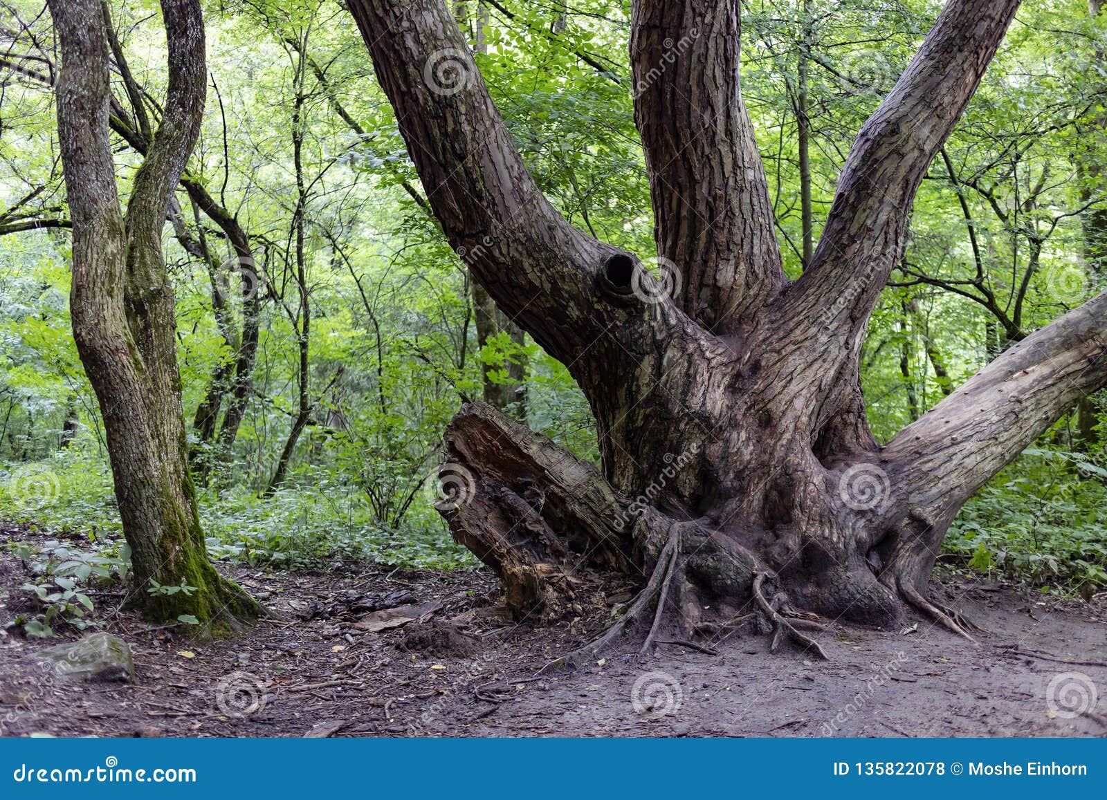 An Old Tree stock photo. Image of europe, nature, cheile - 135822078