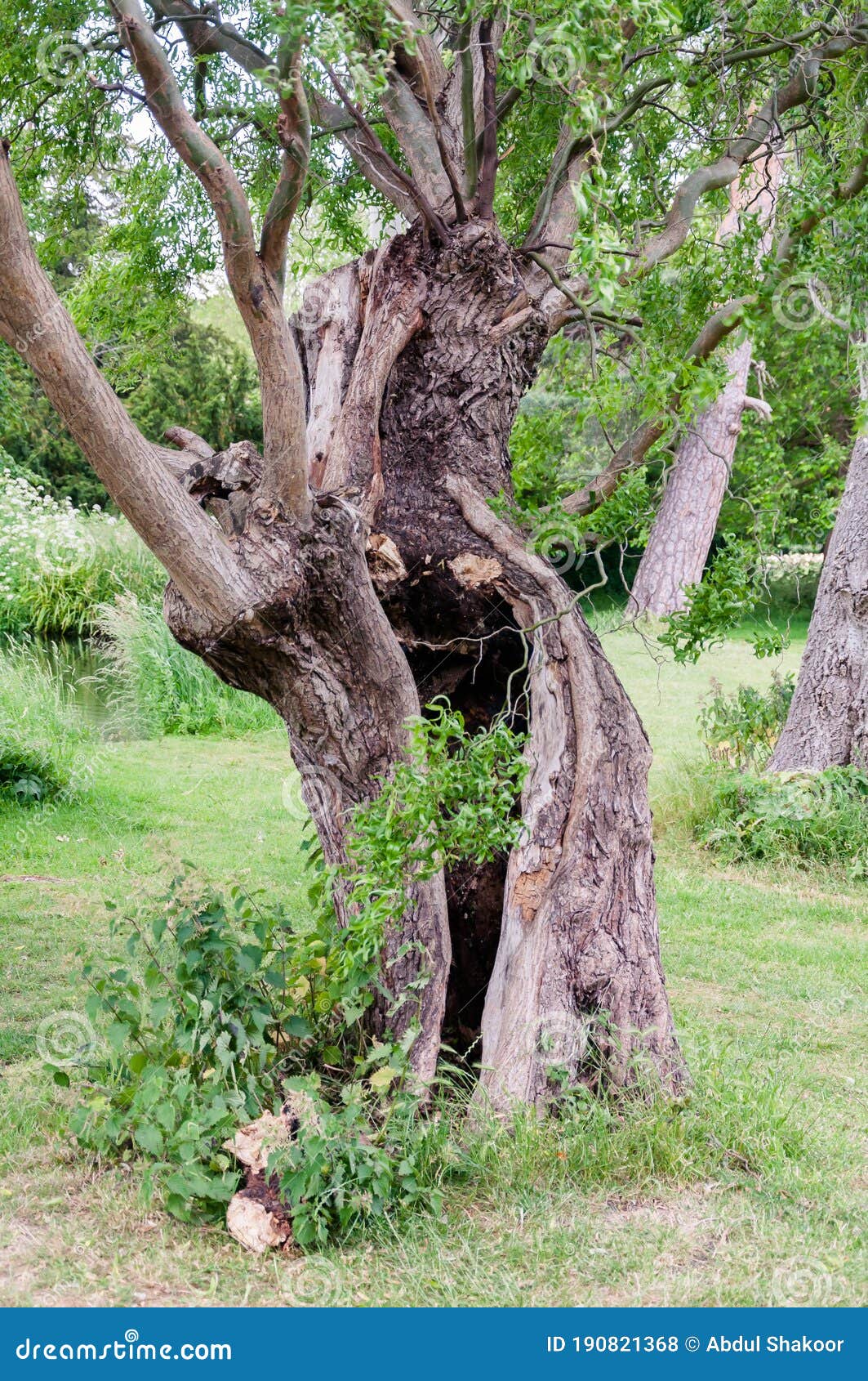 The Old Tree, an Old Tree Suffering the Age, the Erosion Suffered Over ...