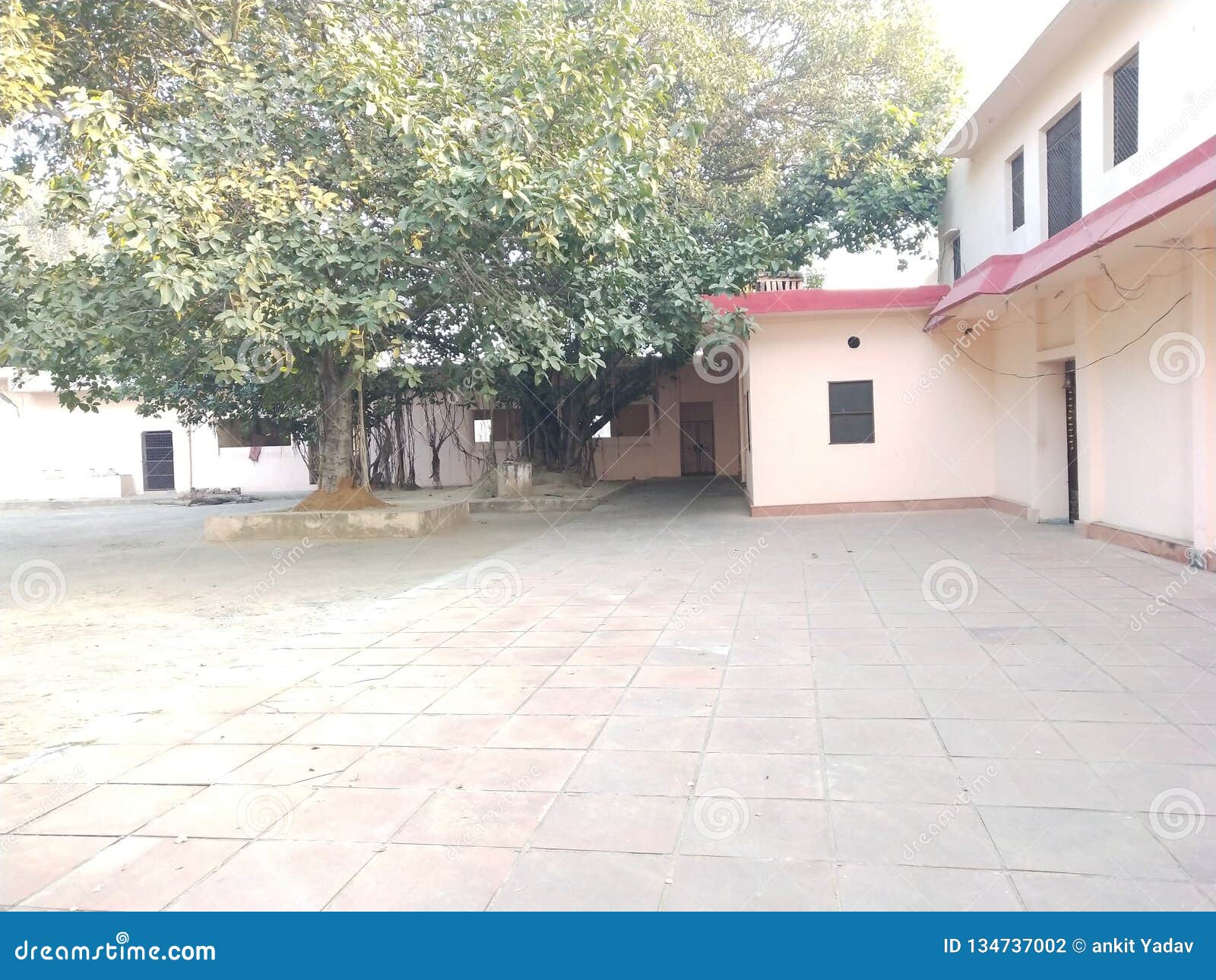 Old tree stock photo. Image of tree, treeee, temple - 134737002