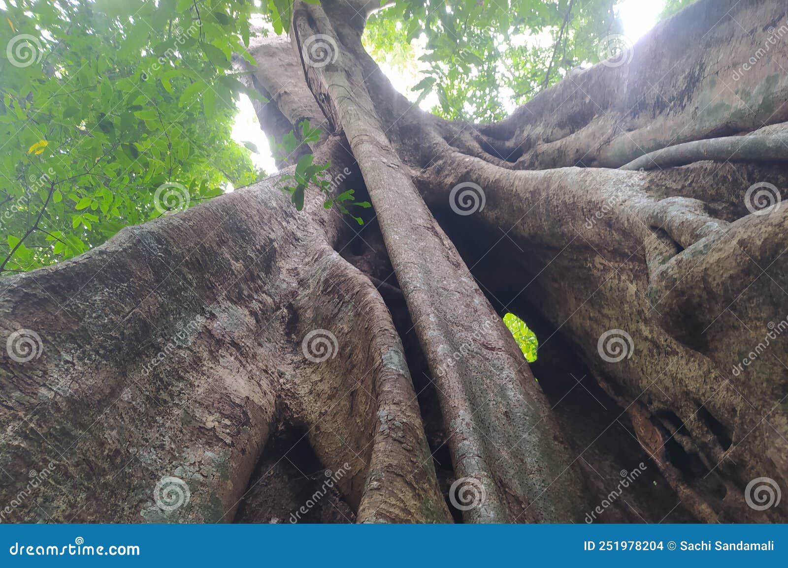 Old tree stock photo. Image of branch, oldest, lanaka - 251978204