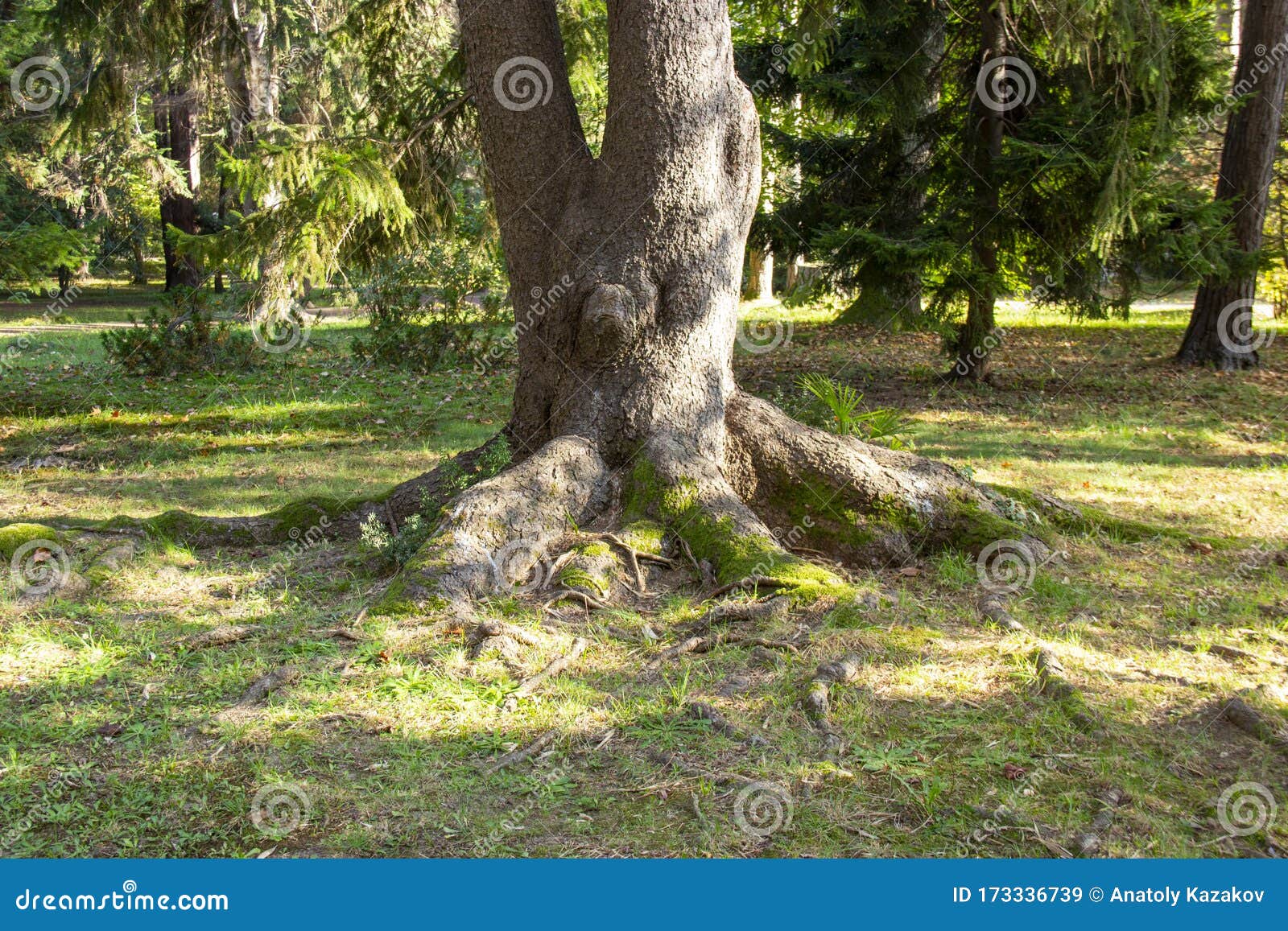 Old Tree with Open, Beautiful Roots in an Autumn Forest Stock Image ...