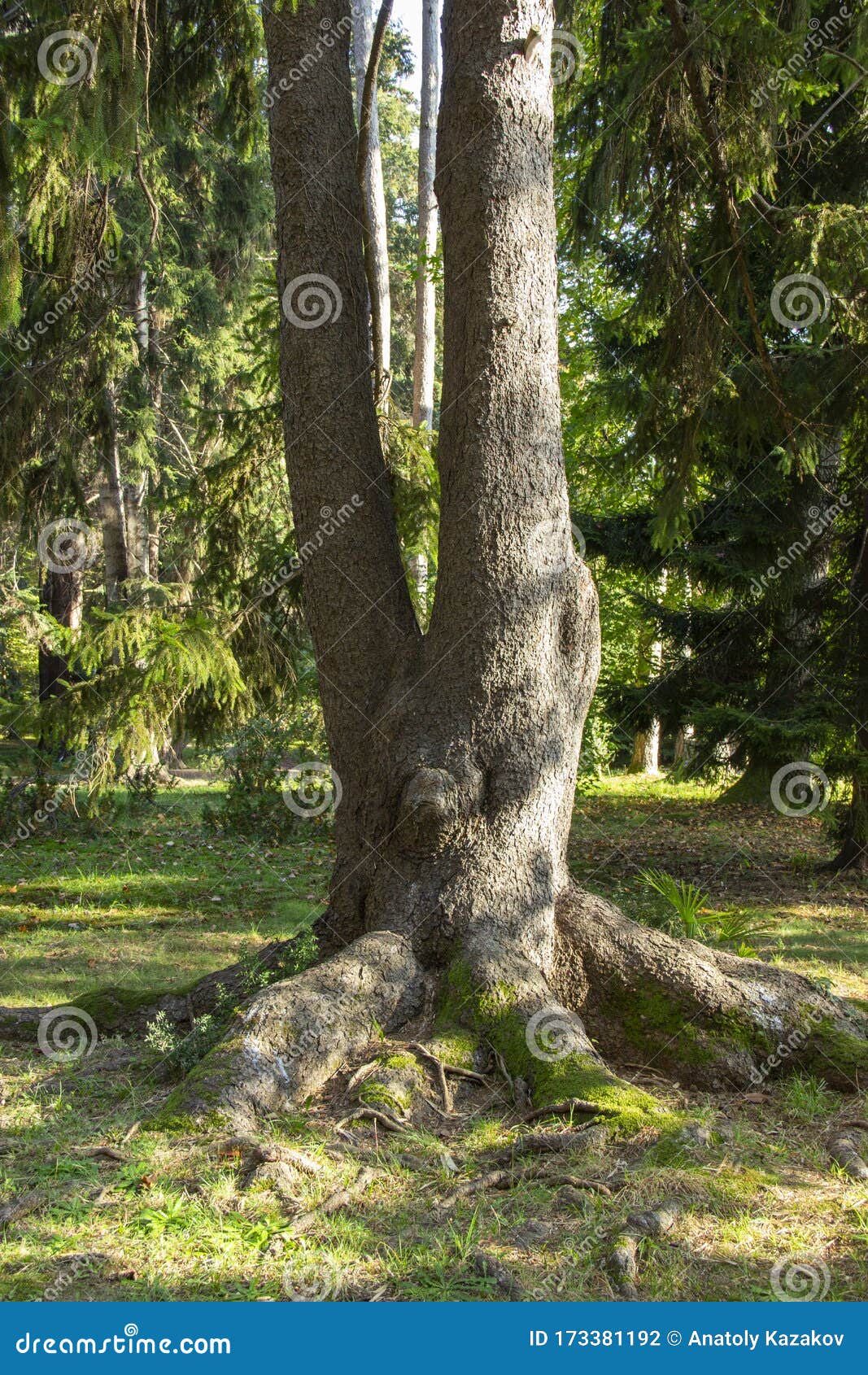 Old Tree with Open, Beautiful Roots in an Autumn Forest Stock Photo ...