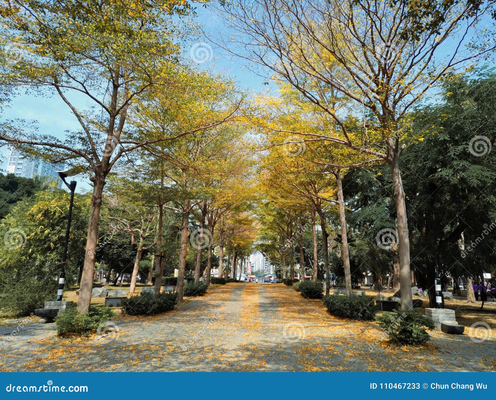 Old Trees in the Park with Open Branches. Stock Image - Image of trees ...