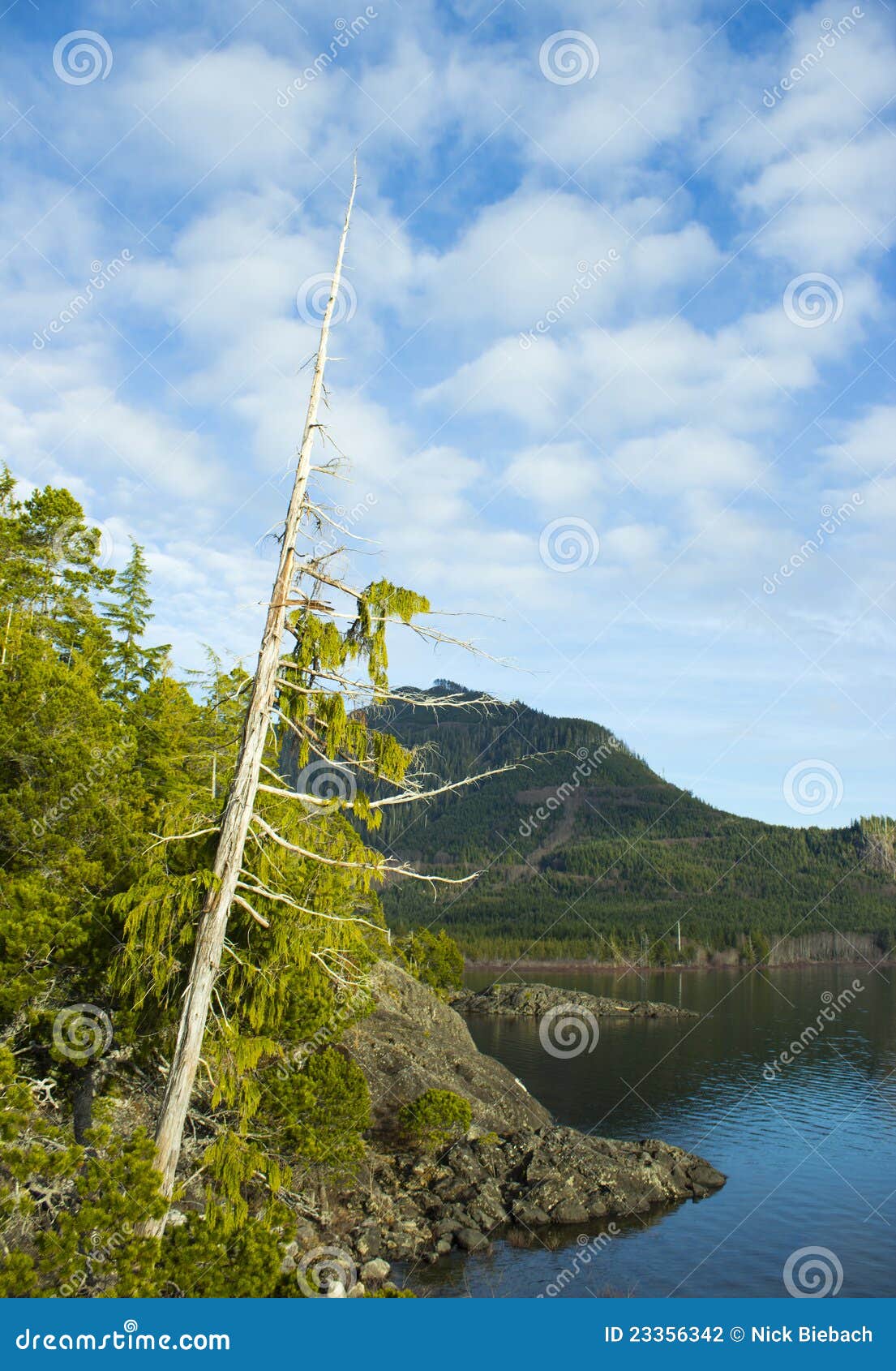 Old tree over clear Lake stock photo. Image of bank, beach - 23356342