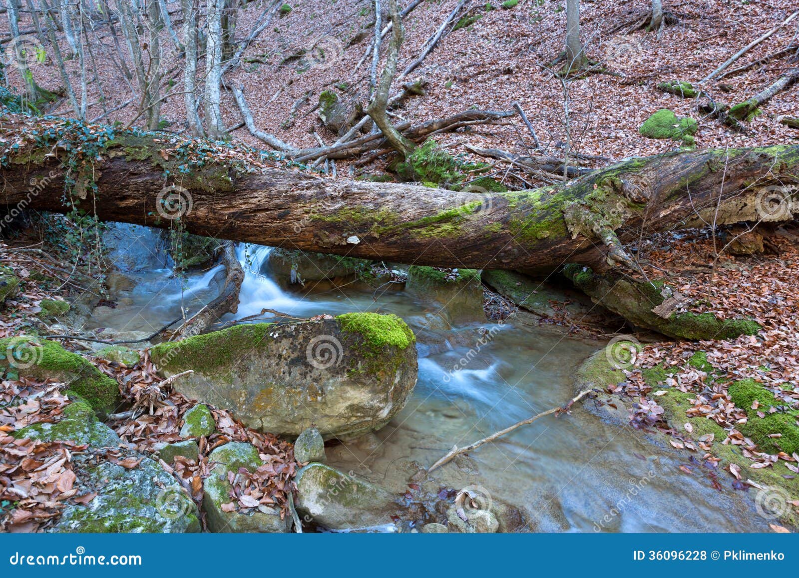 Old Tree Over Mountain Stream Stock Photo - Image of landscape, water ...