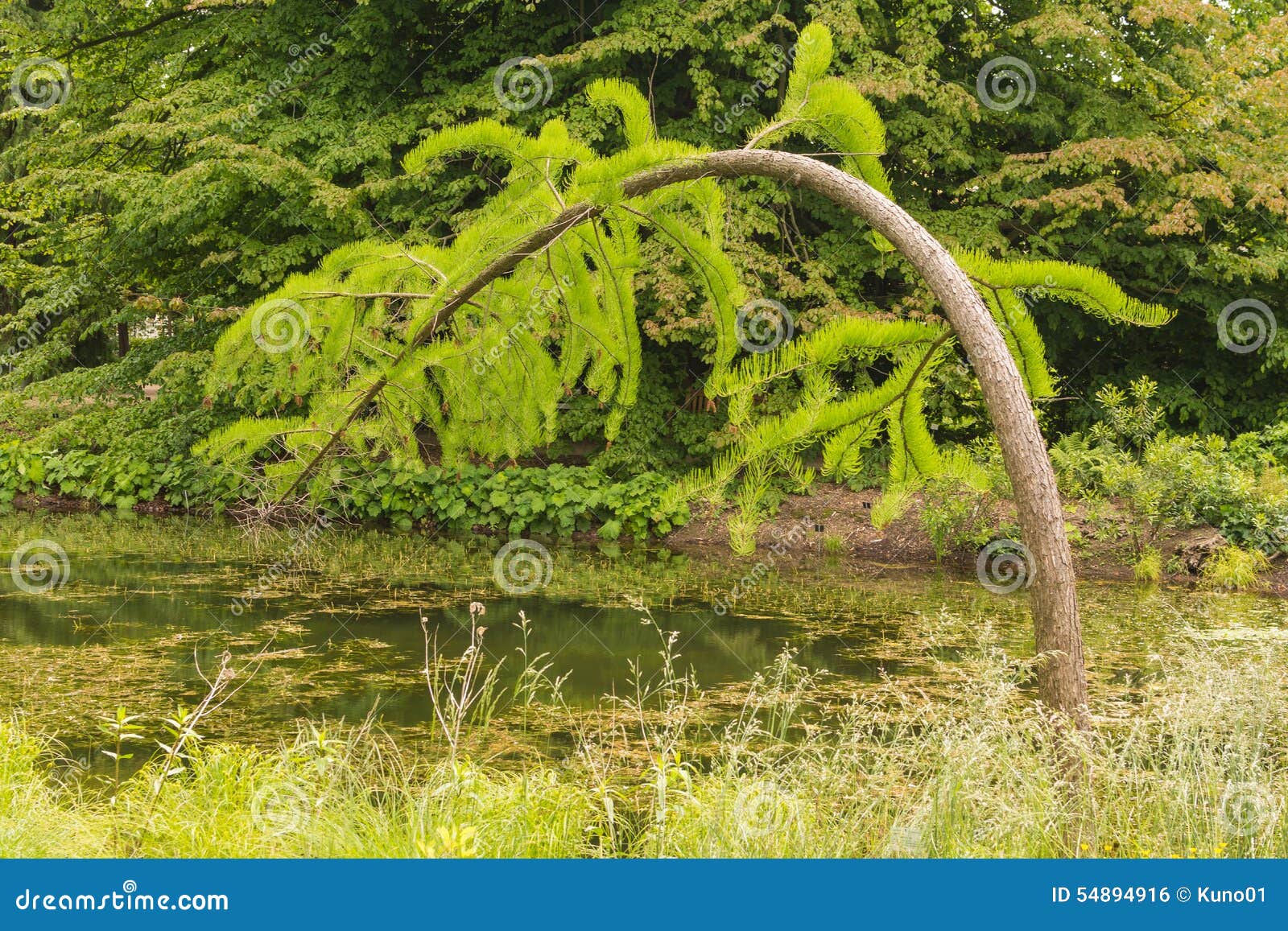 Old tree over a pond stock photo. Image of spring, sunny - 54894916