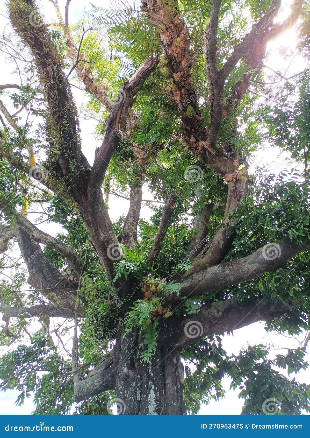 Old Tree Overgrown with Parasites Stock Image - Image of forest ...