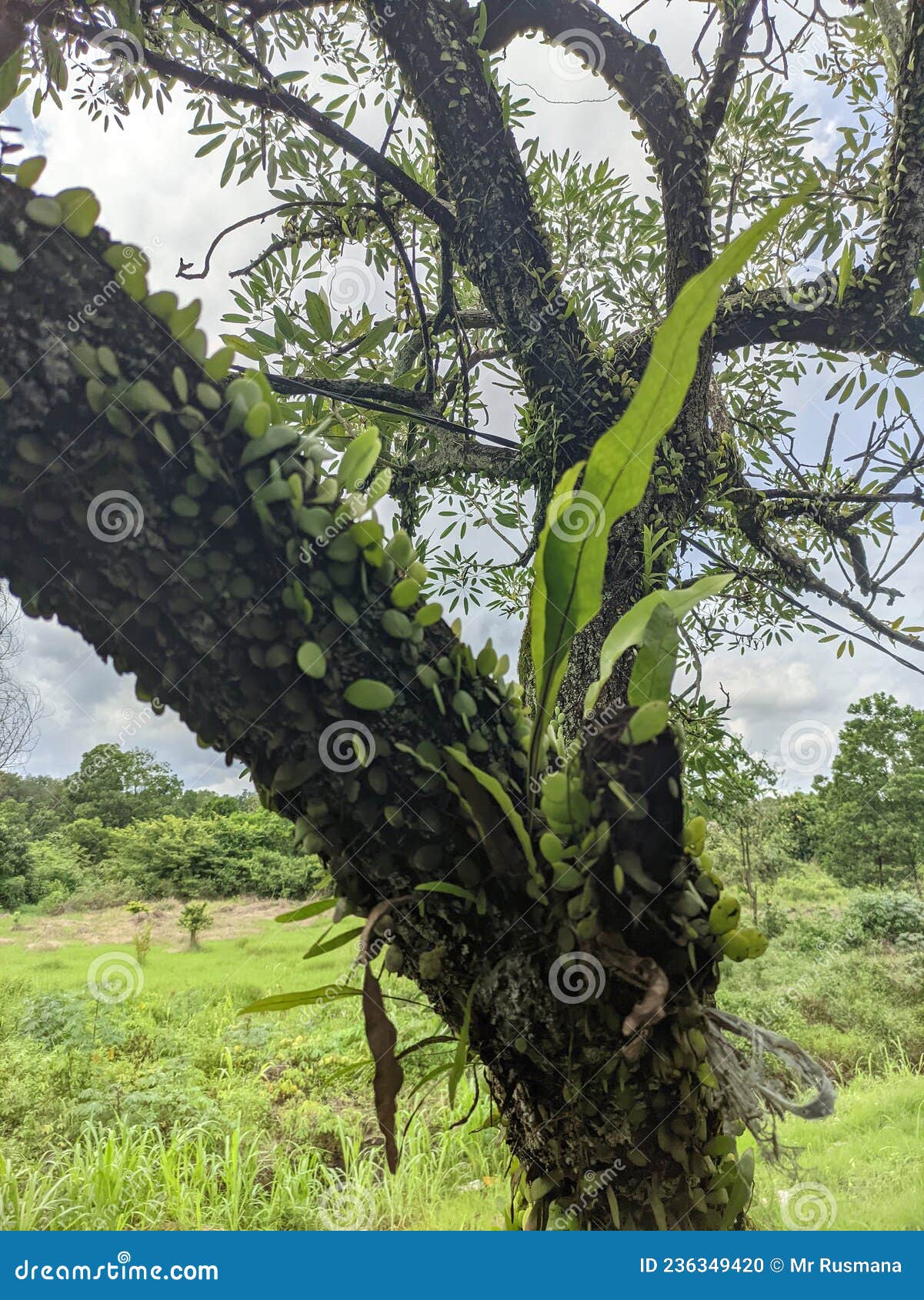 Old Tree Overgrown with Plants.for Background Stock Photo - Image of ...
