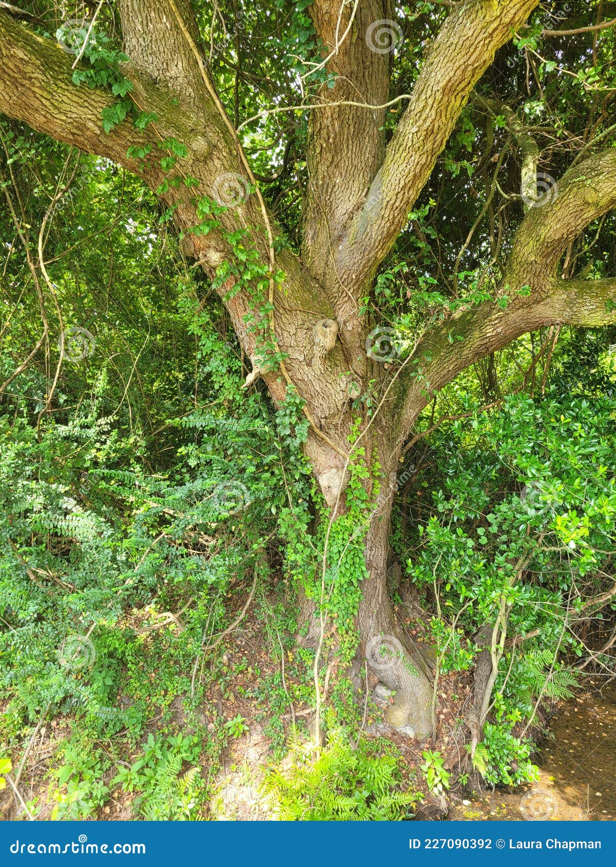 Old Tree Overgrown with Vines Stock Photo - Image of jungle, forest ...