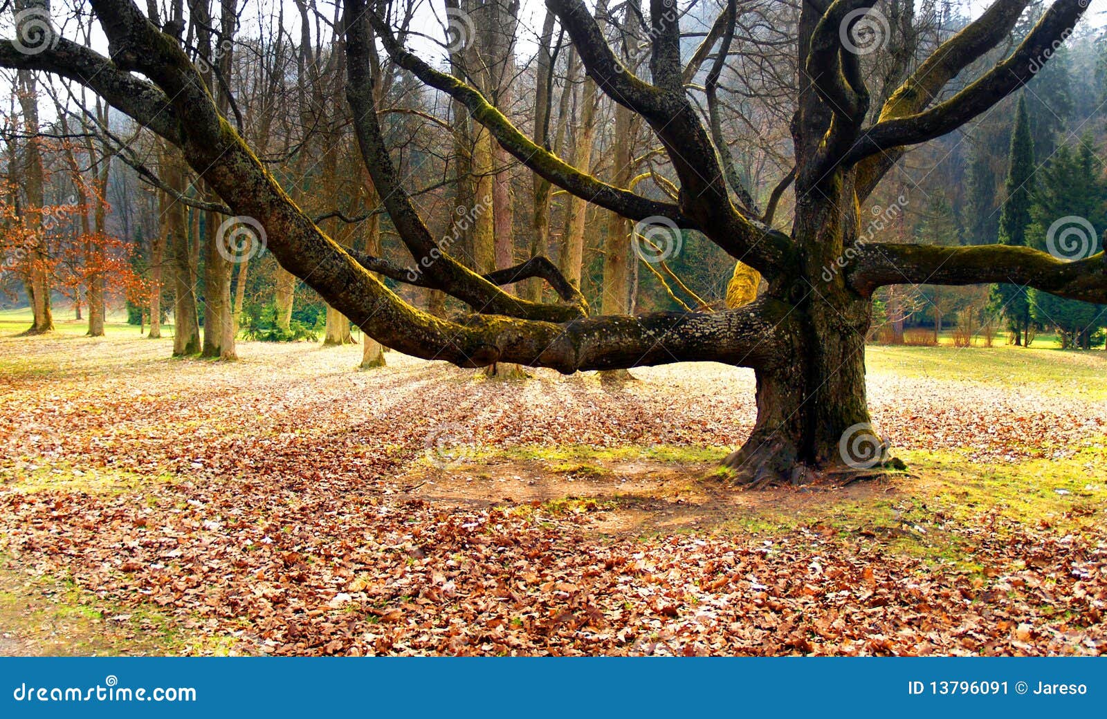 Old tree in the park stock image. Image of century, countryside - 13796091