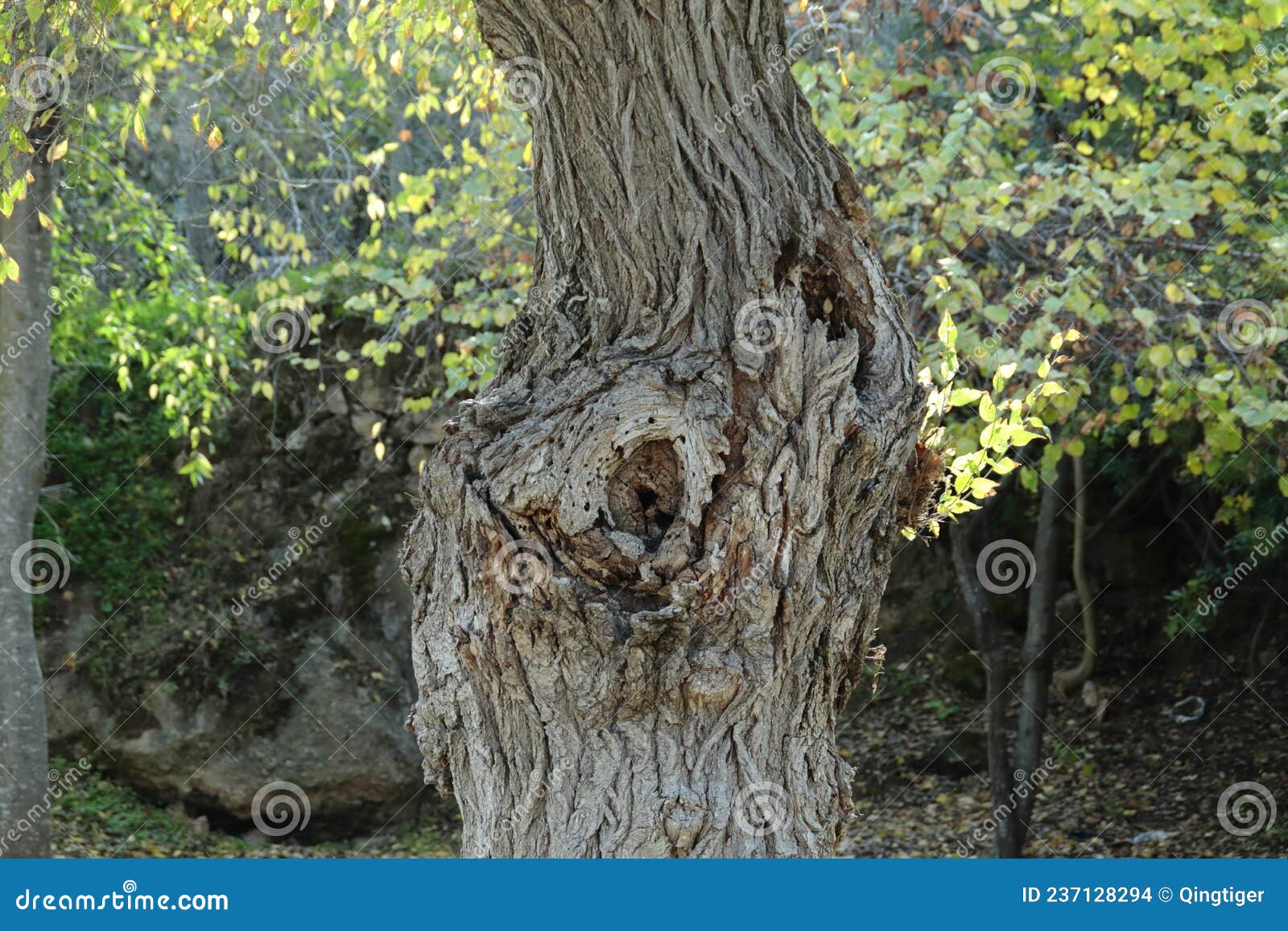 Old tree in the park. stock photo. Image of tree, trees - 237128294