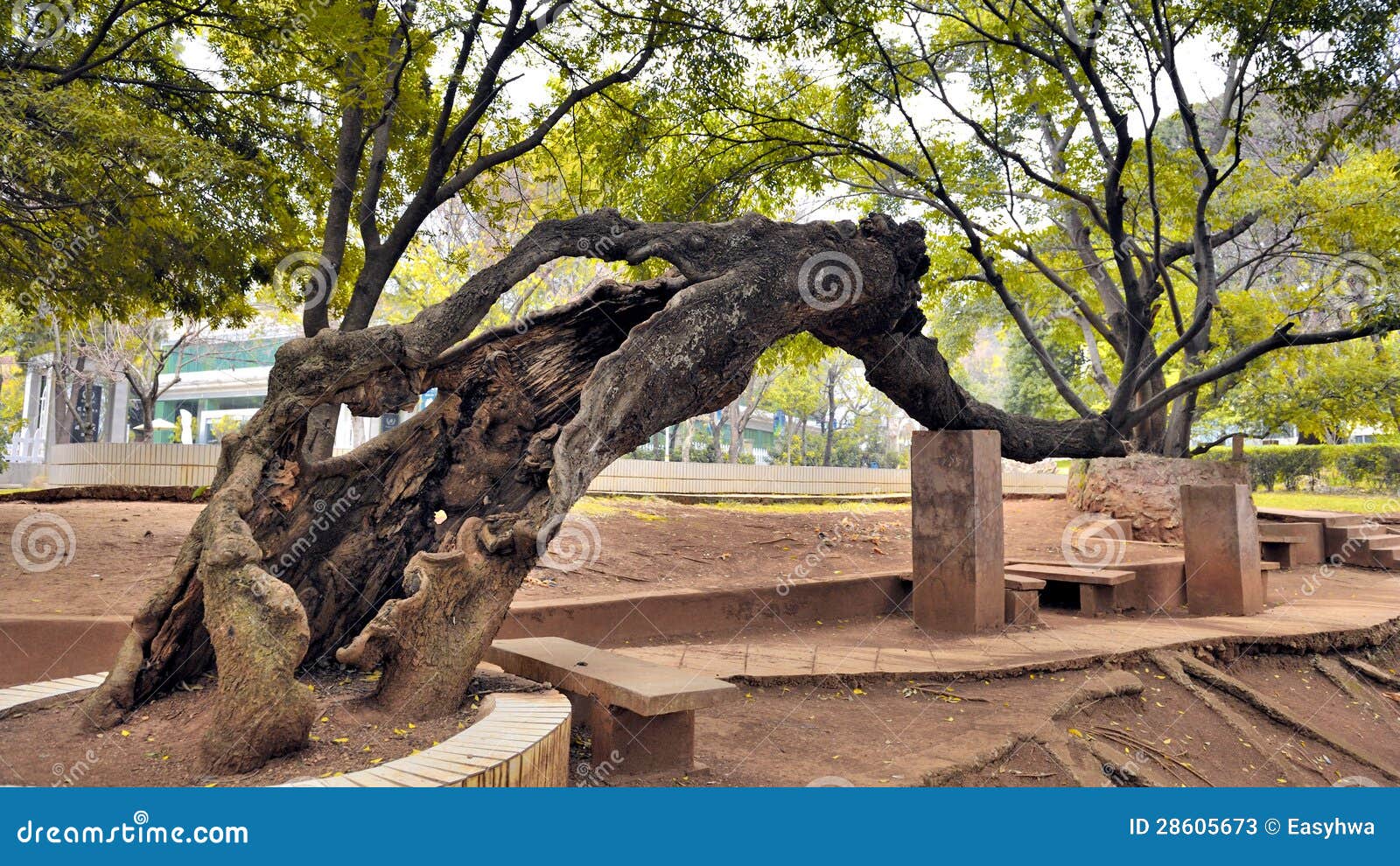 Old tree in the park stock image. Image of branches, timber - 28605673
