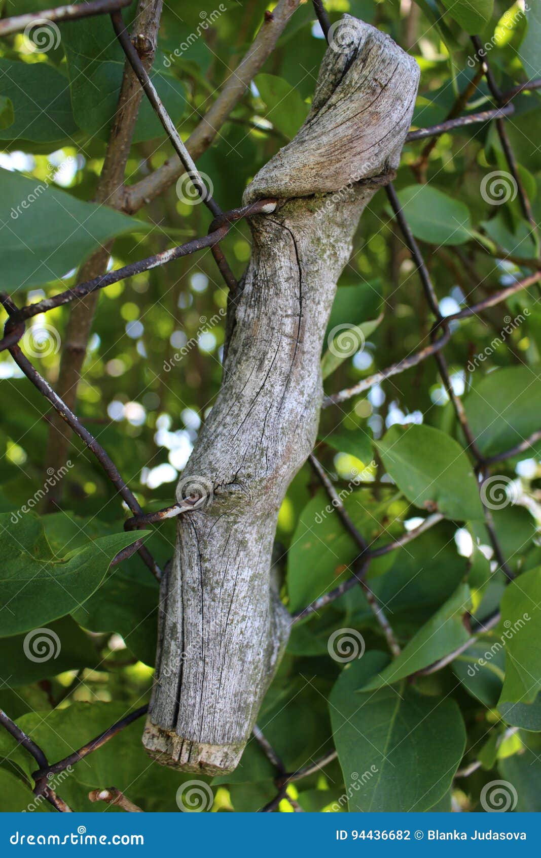 Old tree stock photo. Image of overgrown, fence, flora - 94436682