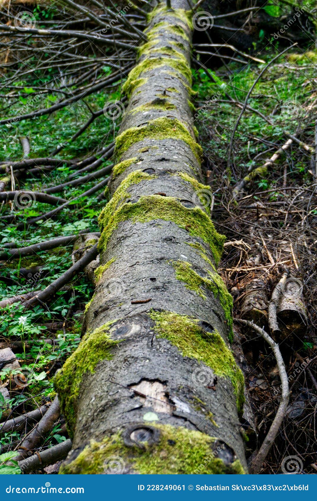 A old tree lying down stock image. Image of wood, moss - 228249061