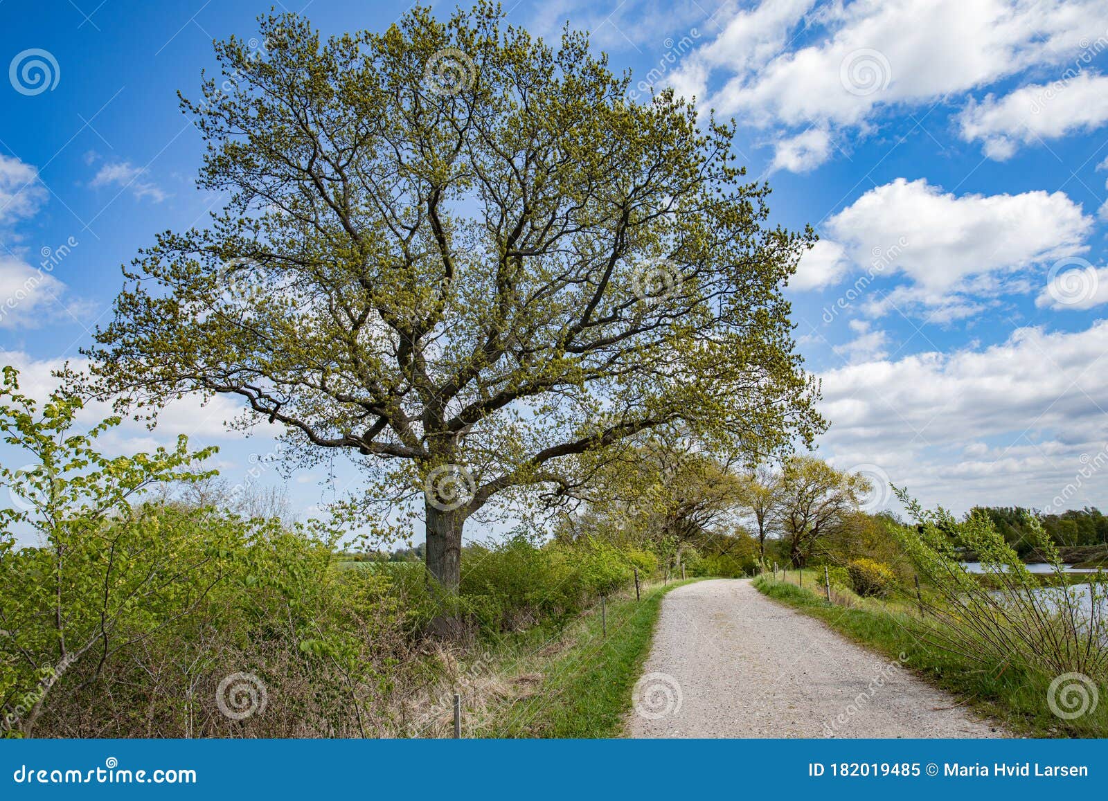 Old Tree and a Path with Blue Sky and Clouds Stock Image - Image of ...