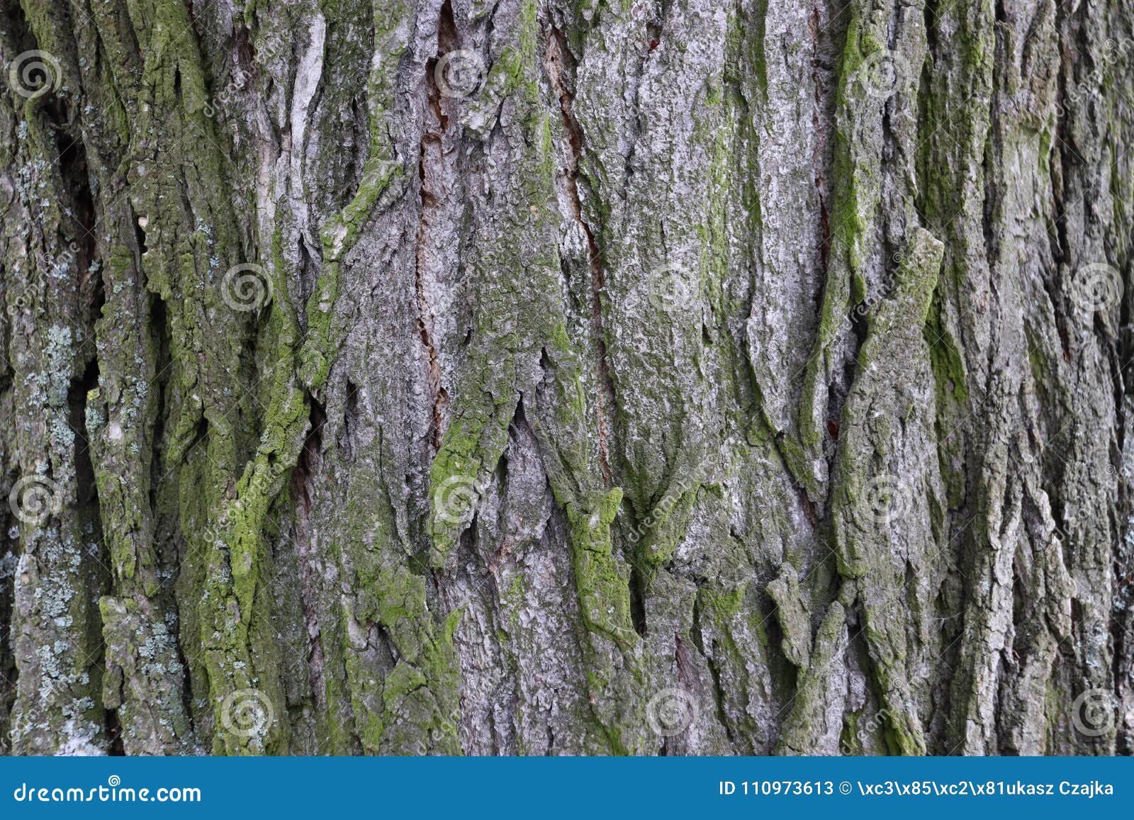 Old Tree Pattern Texture stock image. Image of color - 110973613