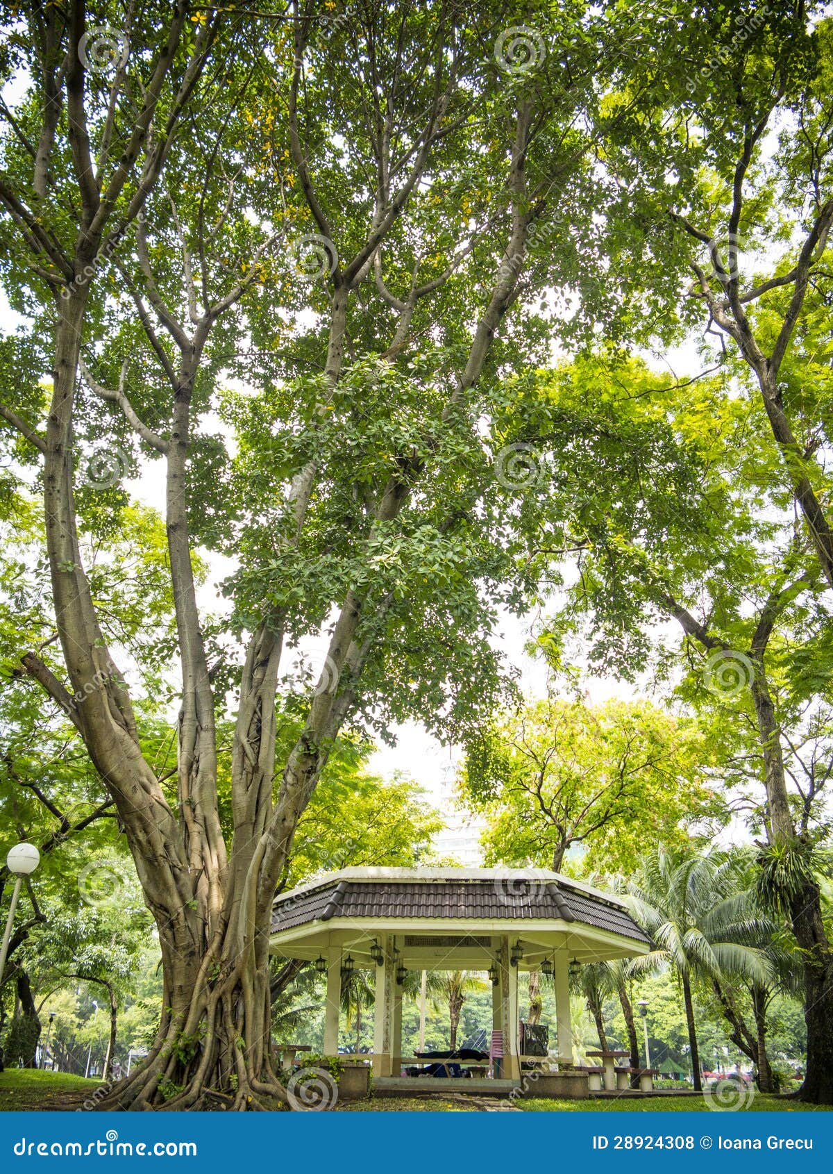 Old tree pavilion stock photo. Image of bangkok, thailand - 28924308