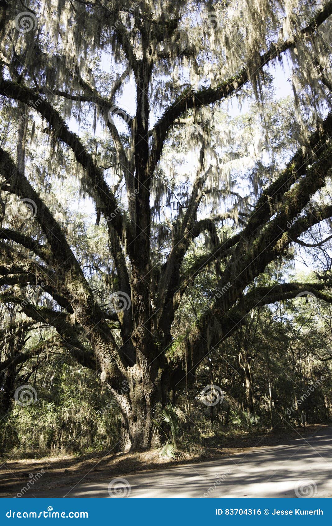 Old Tree at Paynes Prairie stock photo. Image of paynes - 83704316
