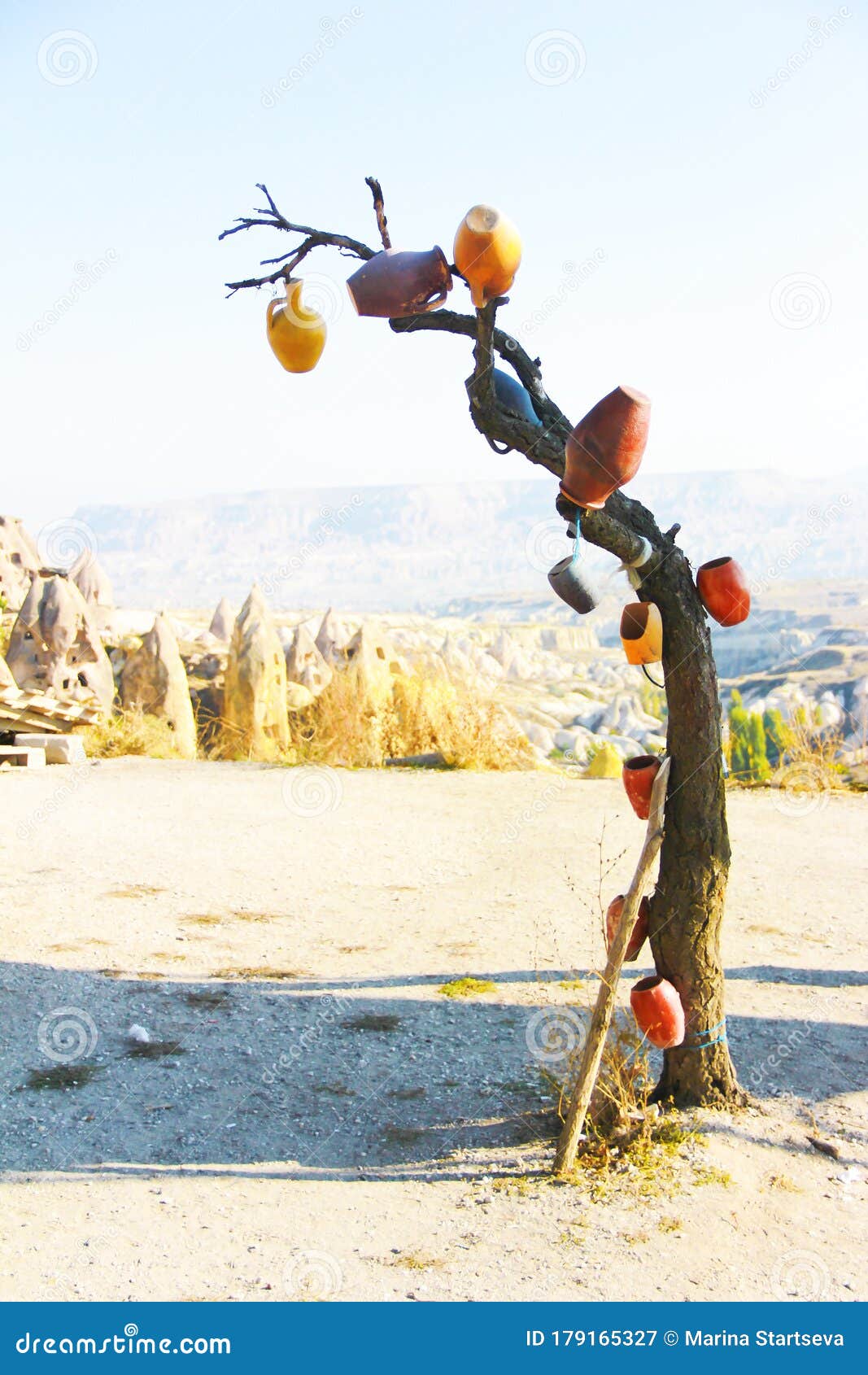 An Old Tree with Pitchers on Its Branches Against the Background of ...