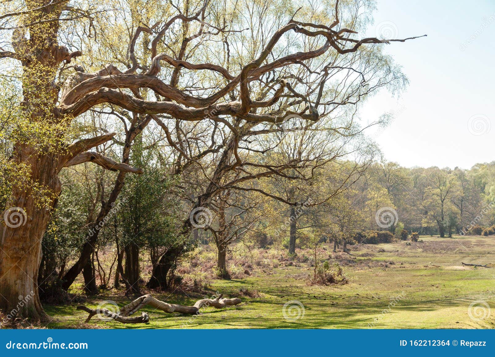 Old Tree with Pointy Branches Stock Photo - Image of landscape, green ...