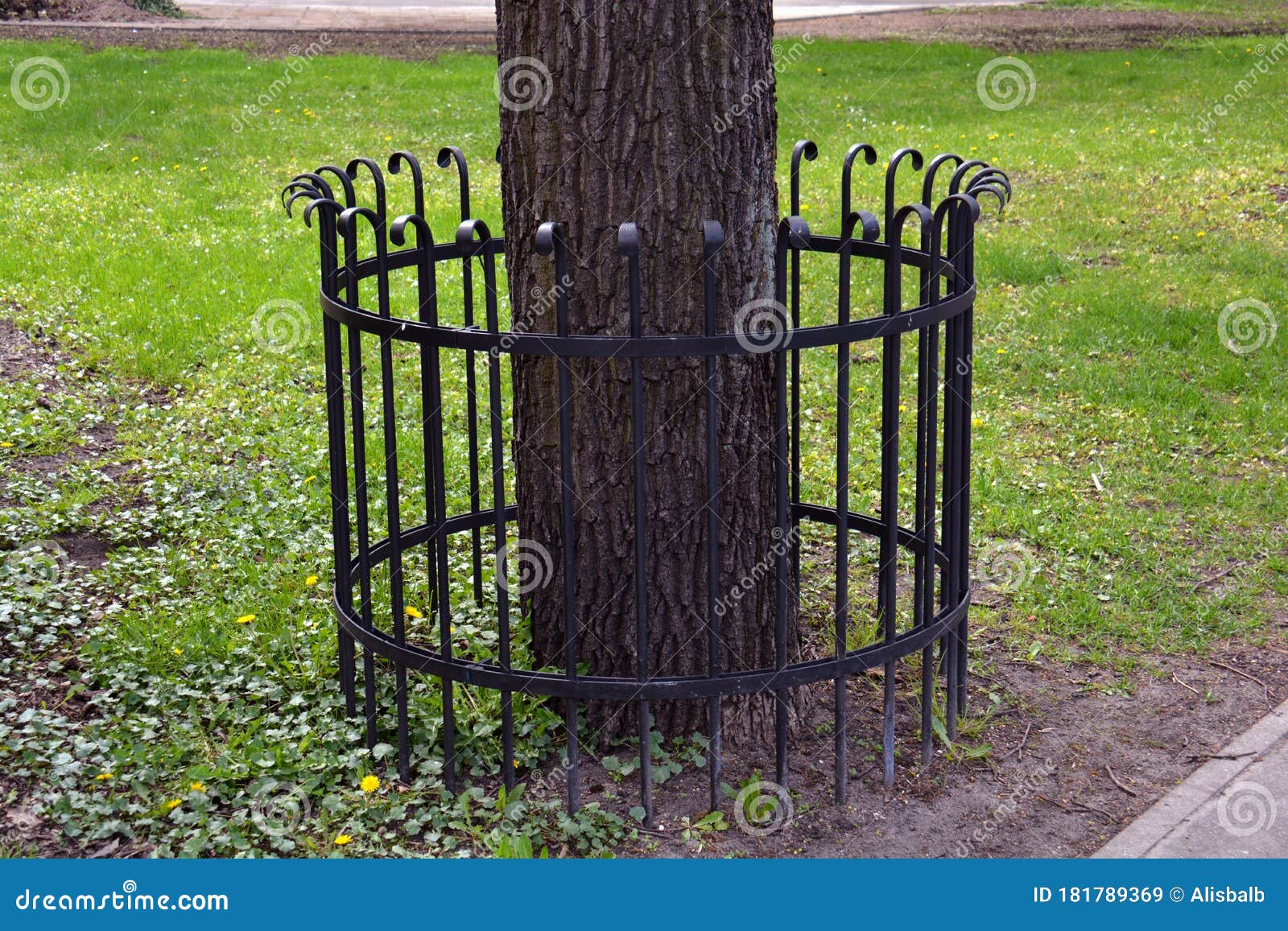 Old Tree Protected in Park with Metal Fence Stock Image - Image of ...