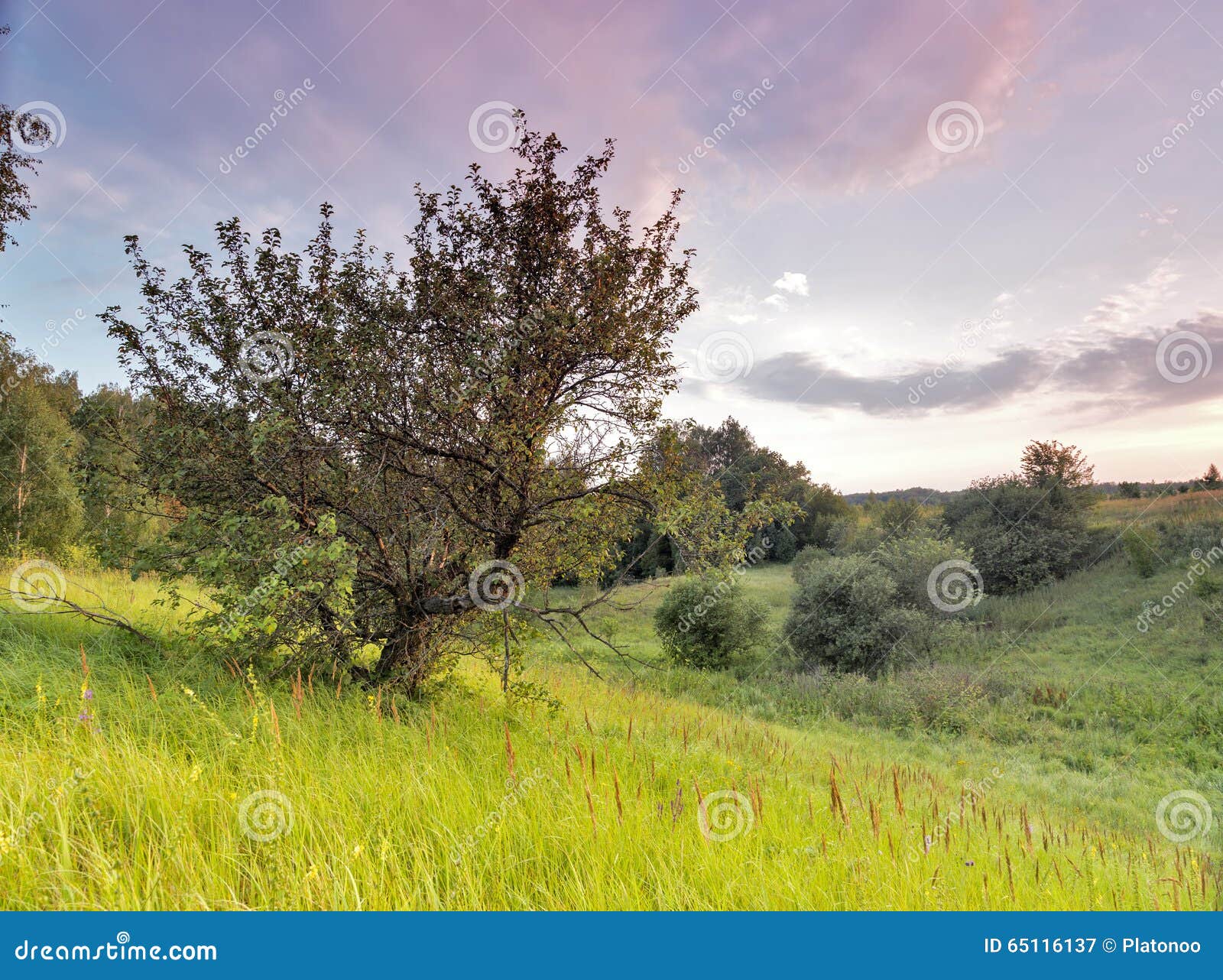 Old tree in the ravine. stock image. Image of precipice - 65116137