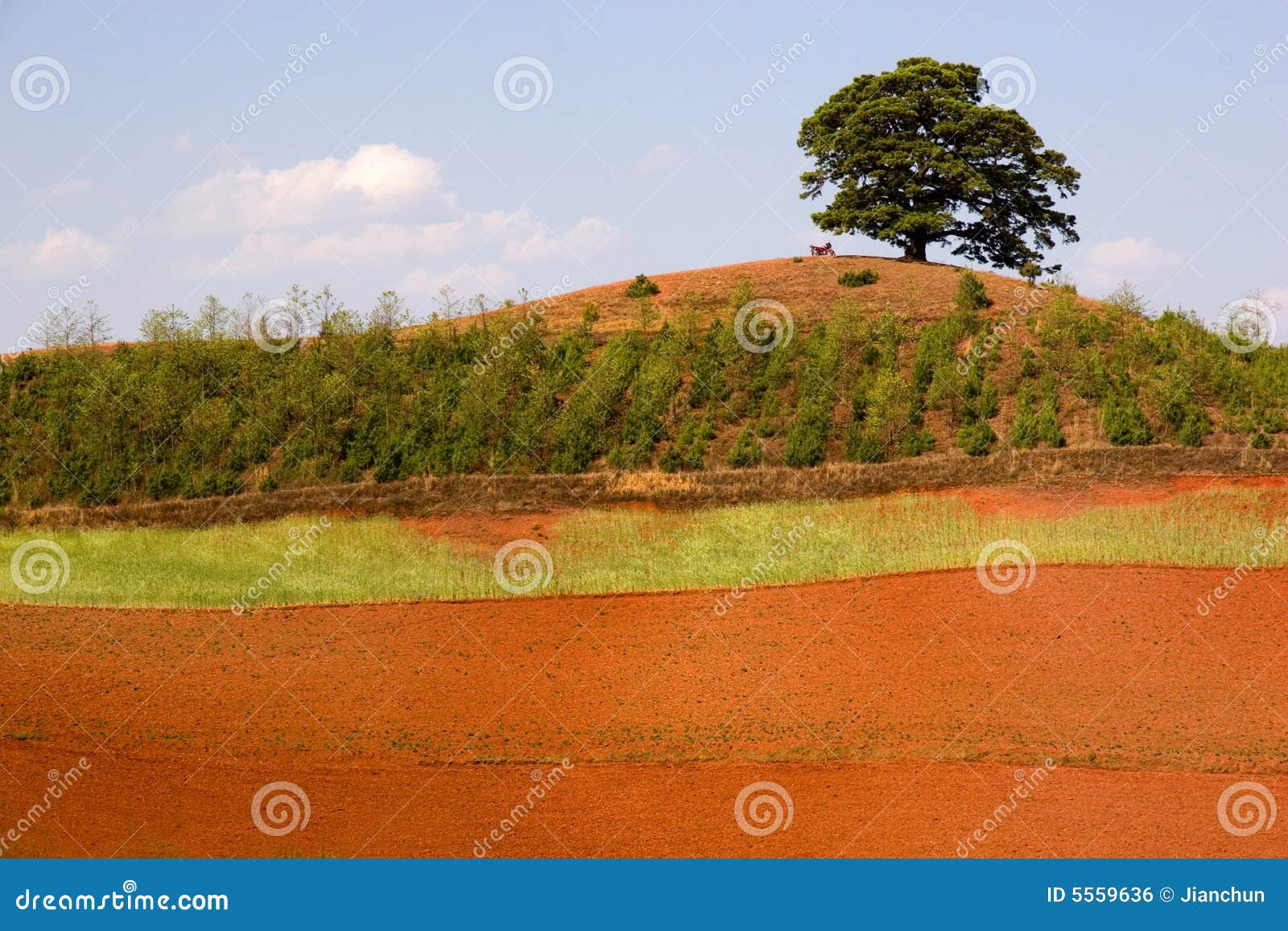 Old tree on Red land stock photo. Image of countryside - 5559636