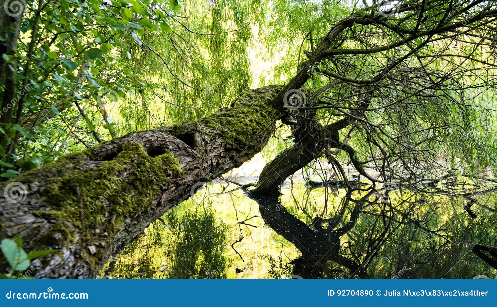 Old Tree Reflected in the Water Stock Photo - Image of water, dead ...