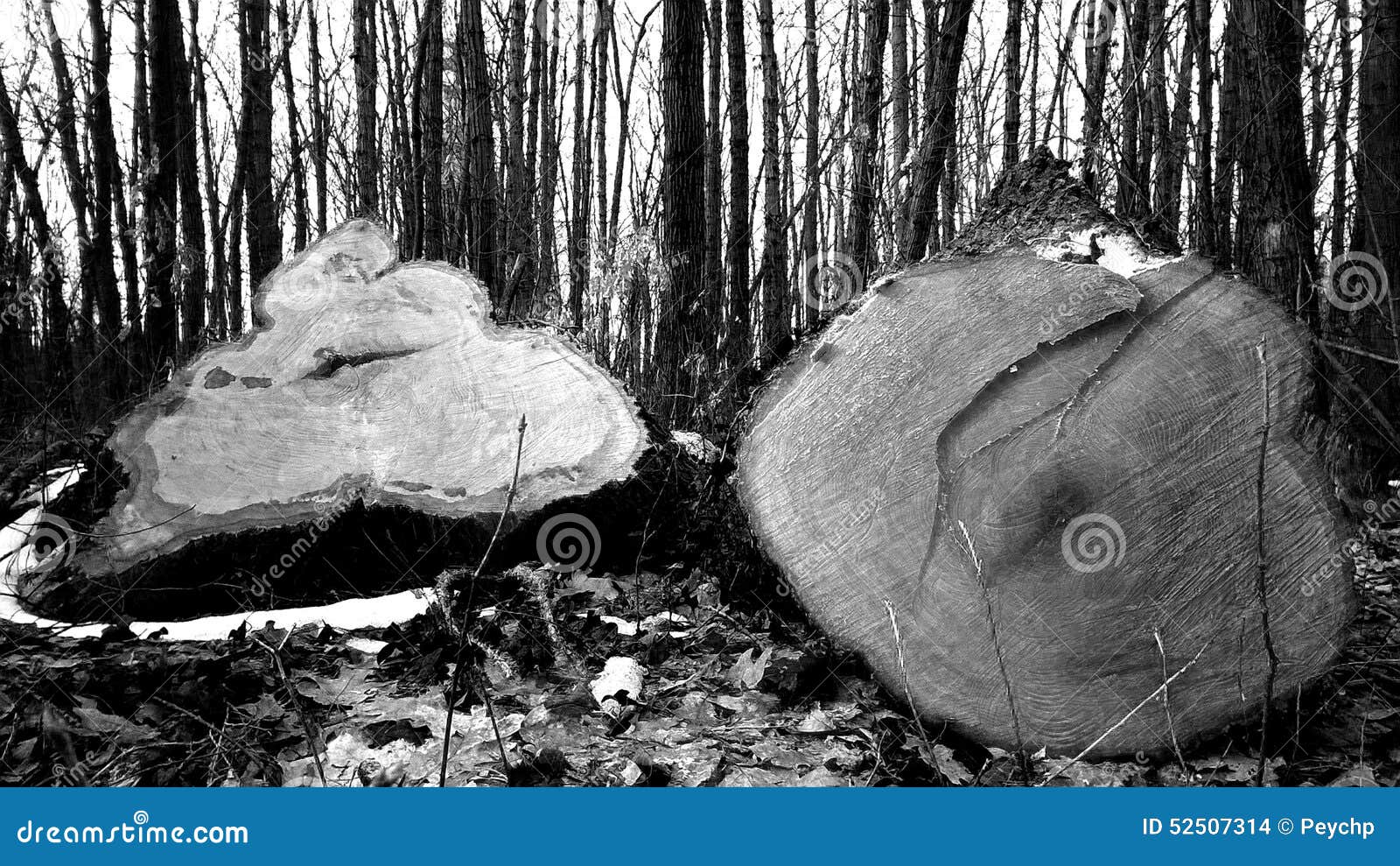 Old Tree Remains stock photo. Image of forest, large - 52507314