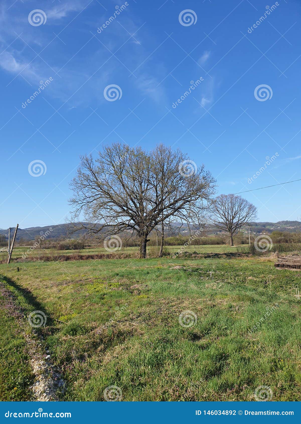 Old Tree Republic of Srpska Stock Photo - Image of srpska, tree: 146034892