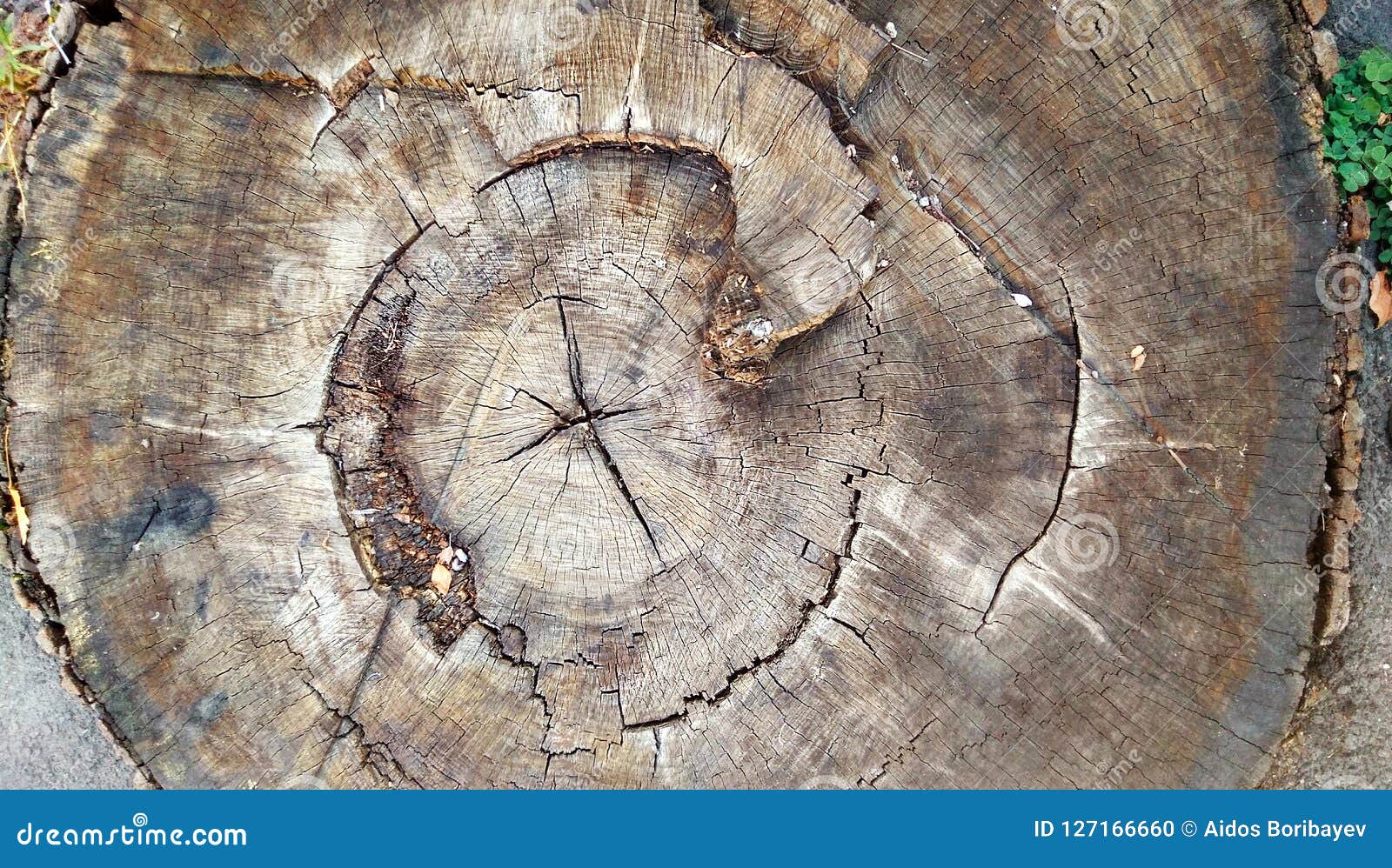 Old Tree Ring. SECTION of the OLD GREAT TREE Stock Photo - Image of ...