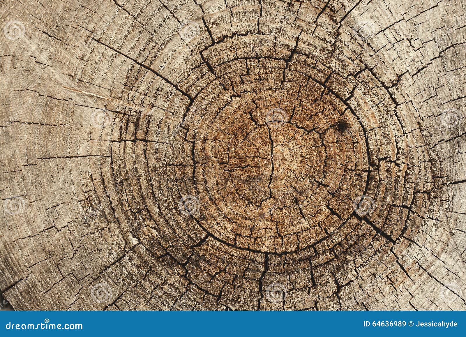 15,494 Old Tree Rings Stock Photos - Free & Royalty-Free Stock Photos ...