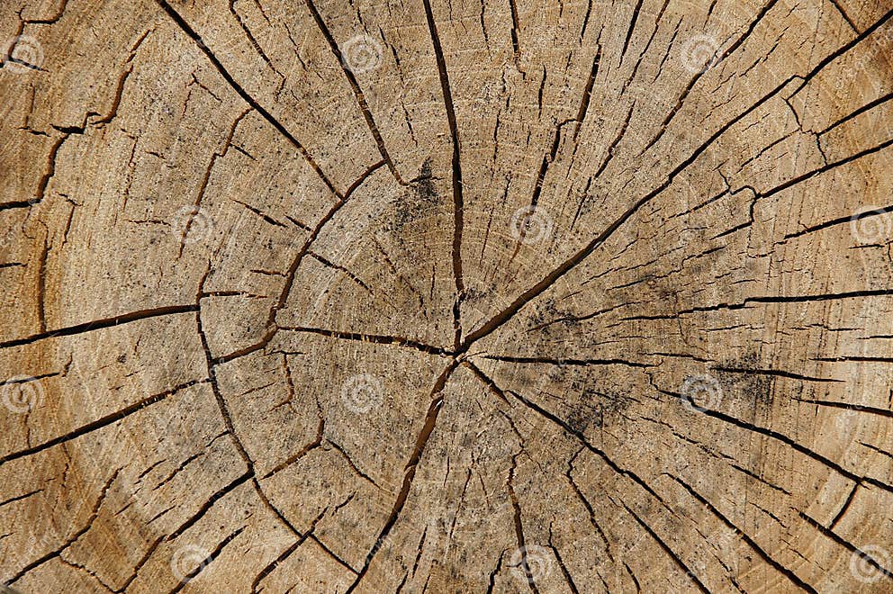 Old tree rings pattern stock photo. Image of wooden - 280754140