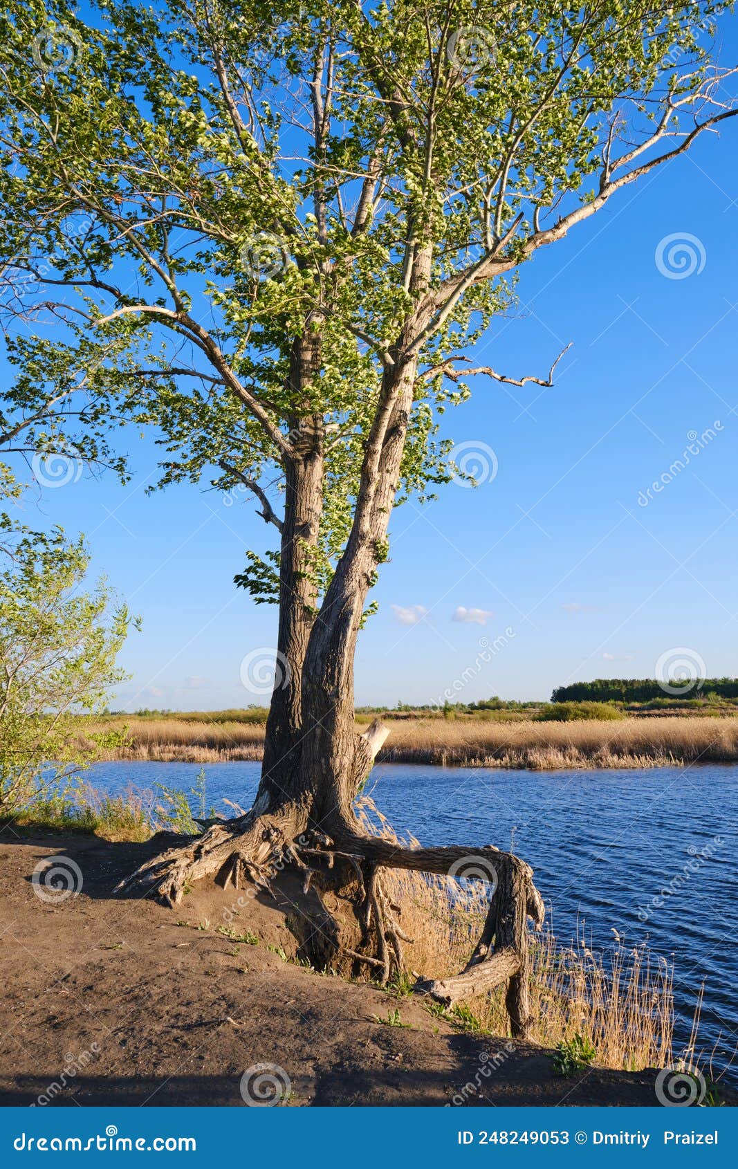 Old Tree on River Bank with Spreading Roots Stock Image - Image of lake ...