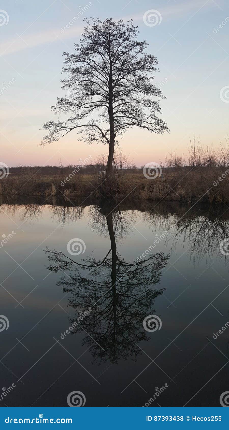 Old Tree River Reflection at Sunset Stock Photo - Image of tree, water ...