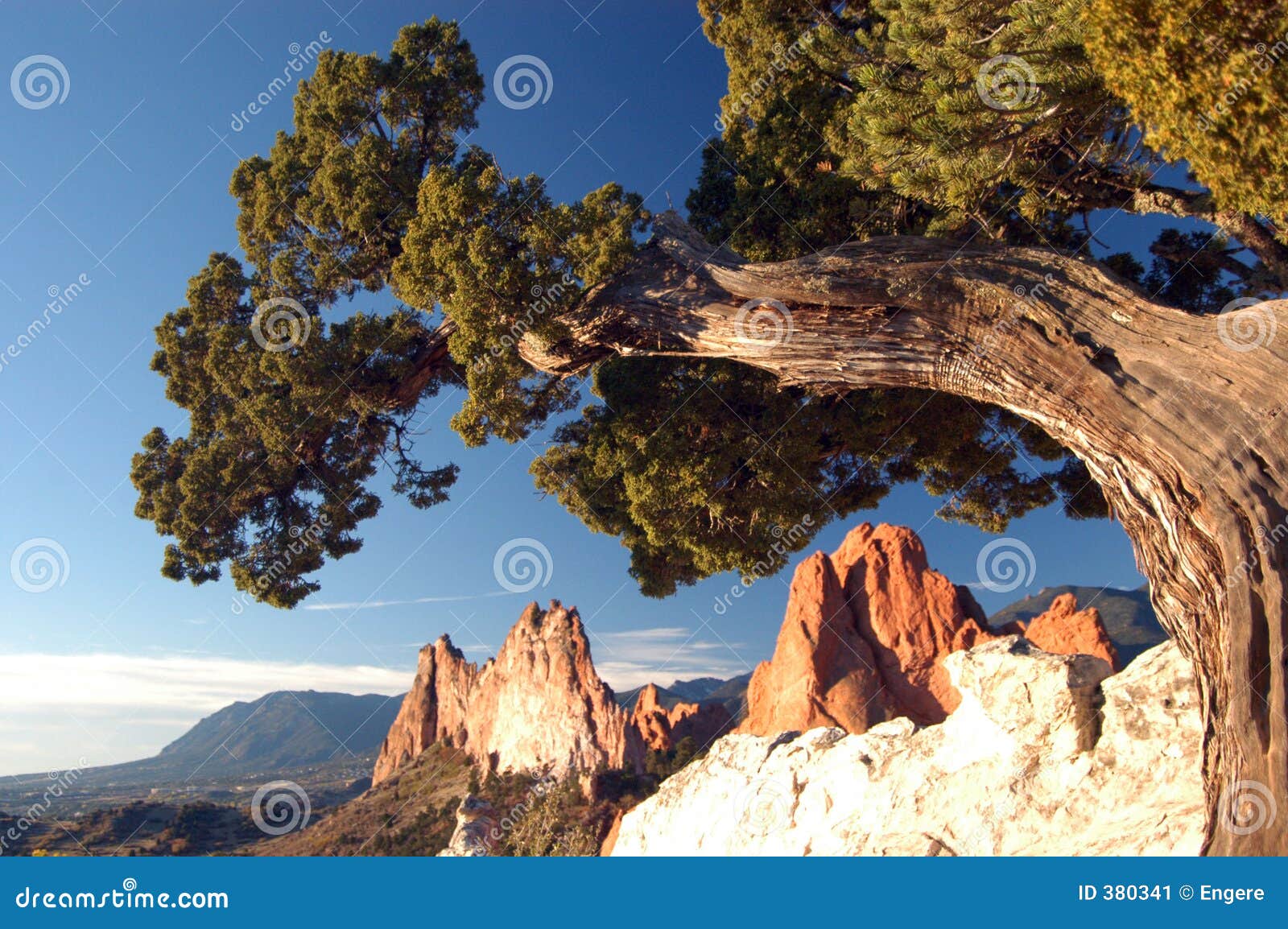Old Tree and Rock Formation Stock Image - Image of climb, colorado: 380341