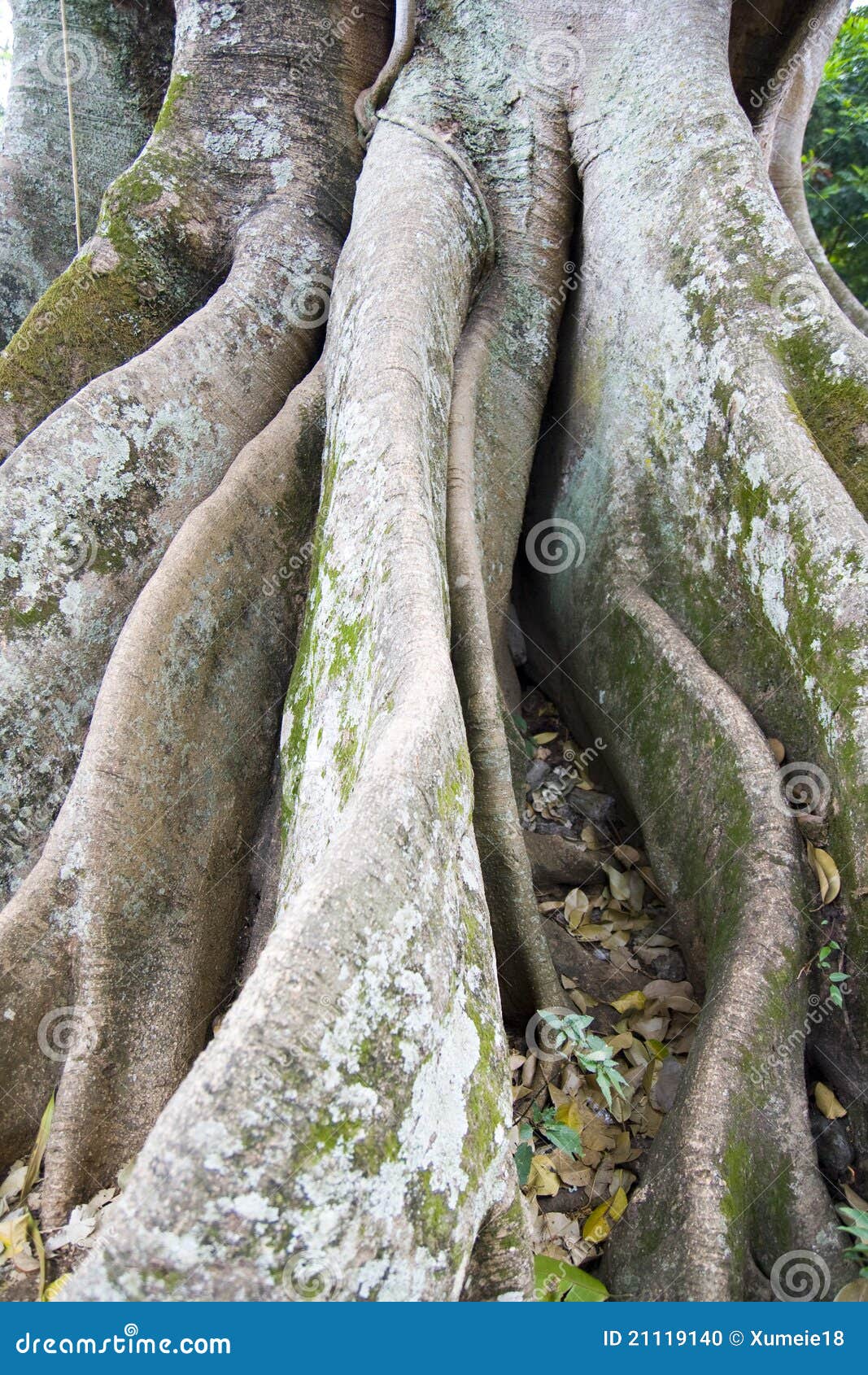 Old tree root stock photo. Image of green, earth, detail - 21119140