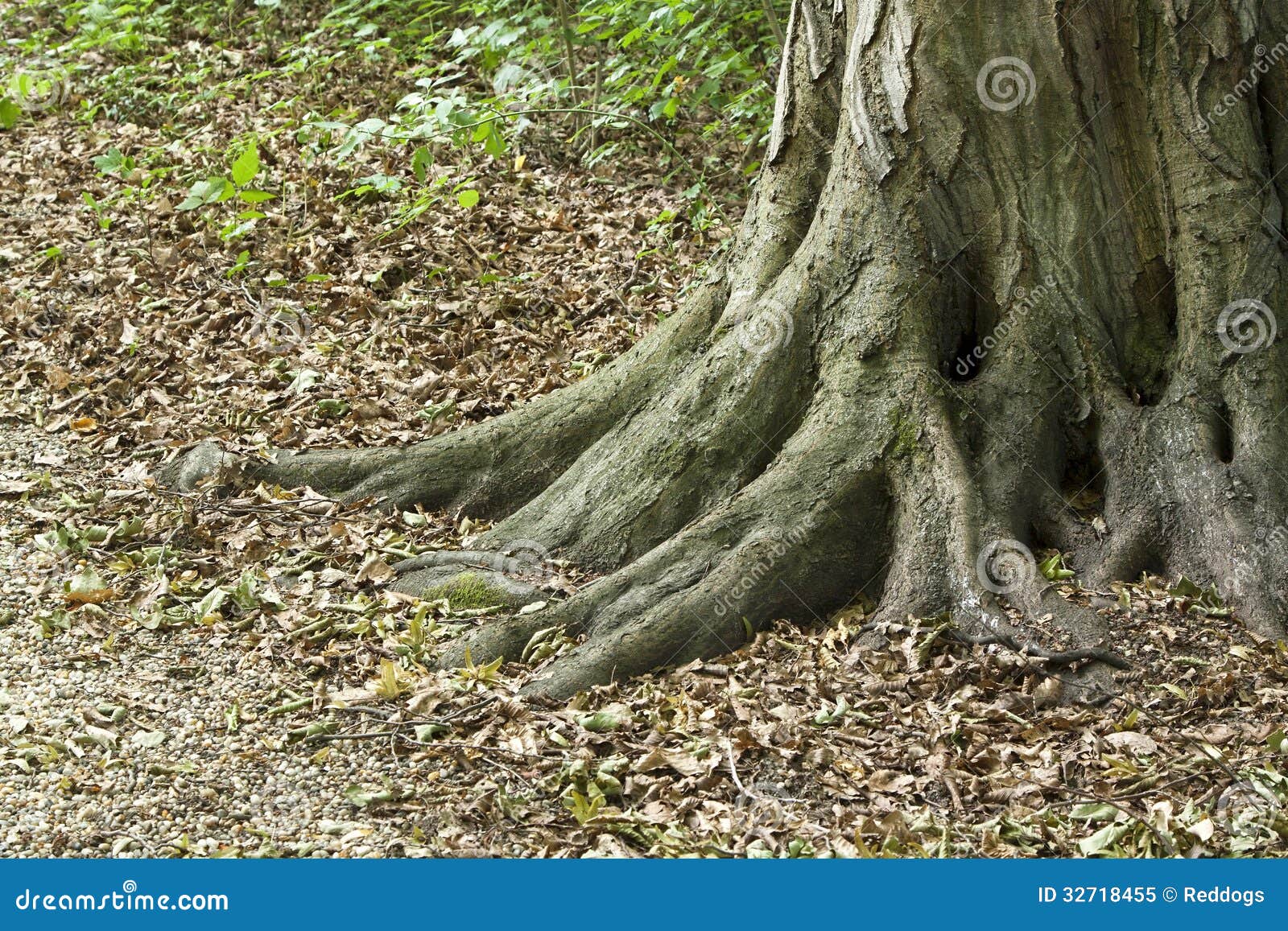 Old Tree Root Royalty Free Stock Photo - Image: 32718455
