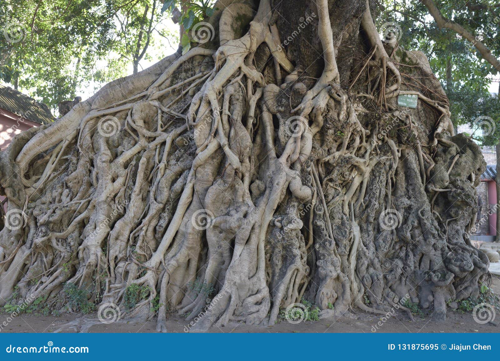 Old tree root stock image. Image of green, camphor, life - 131875695
