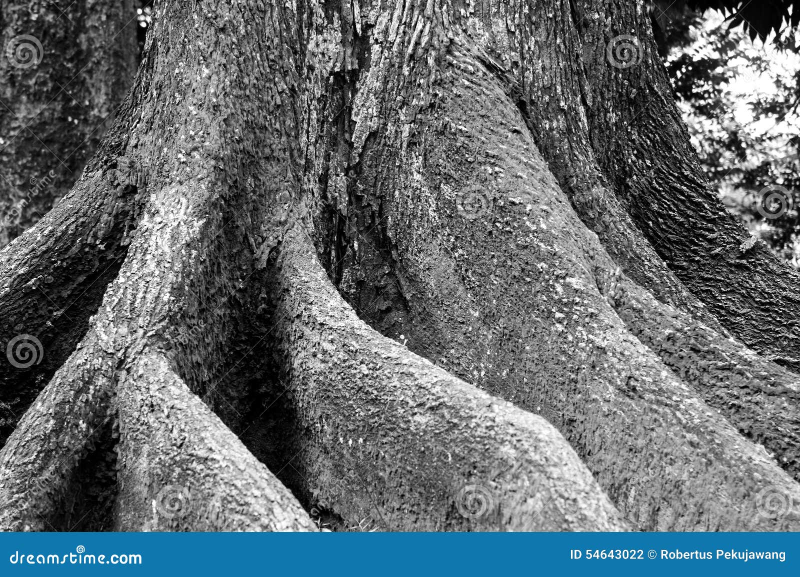 Old Tree Root stock photo. Image of classic, garden, root - 54643022