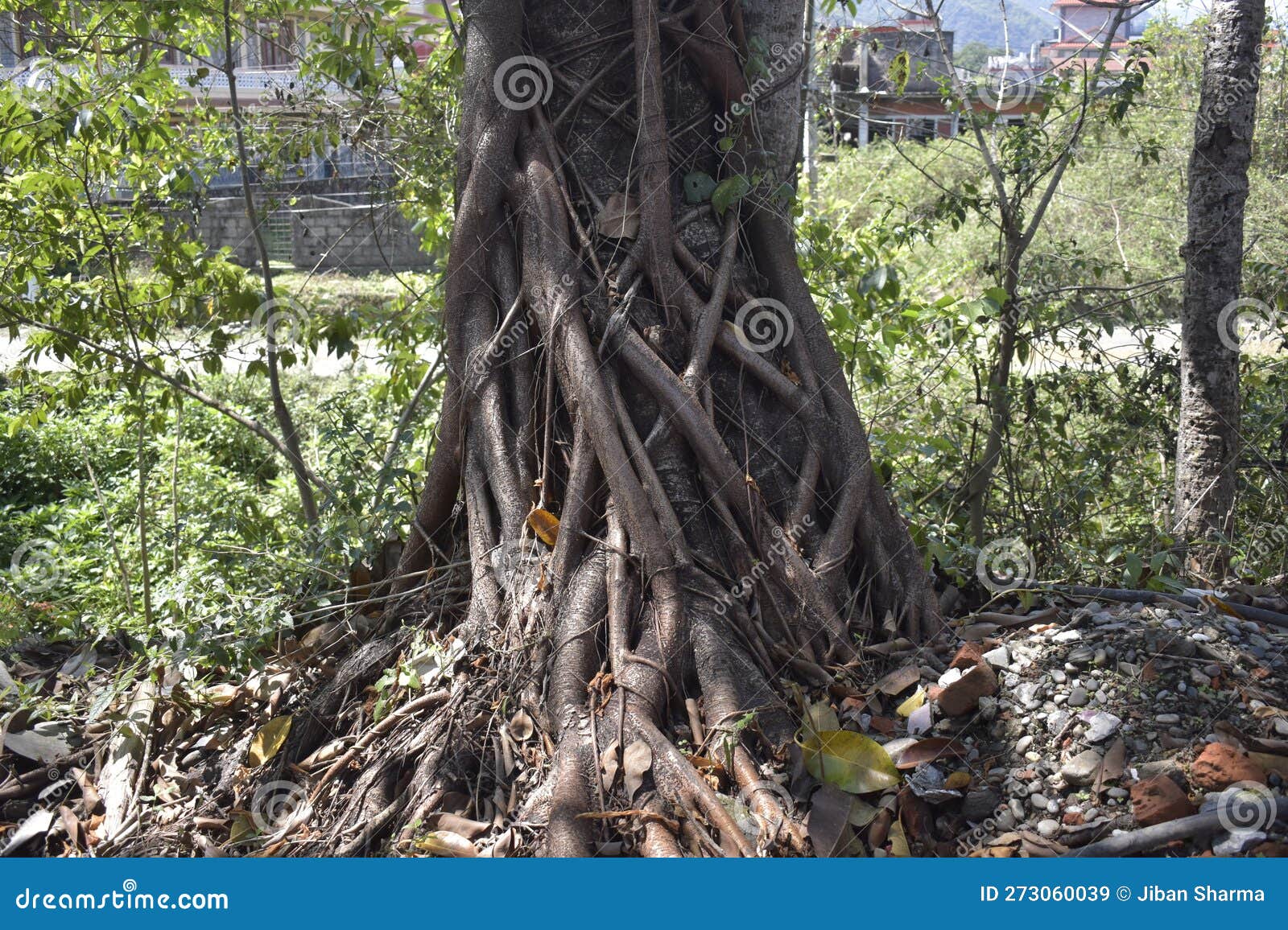 The roots of old tree stock image. Image of wildlife - 273060039