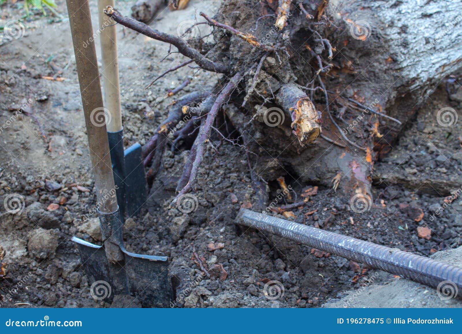 The Old Tree Root Shovel and Ax Crowbar Stock Image - Image of ...