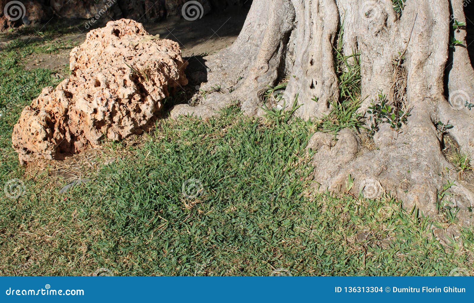 Old tree root and stone stock photo. Image of huge, trunk - 136313304