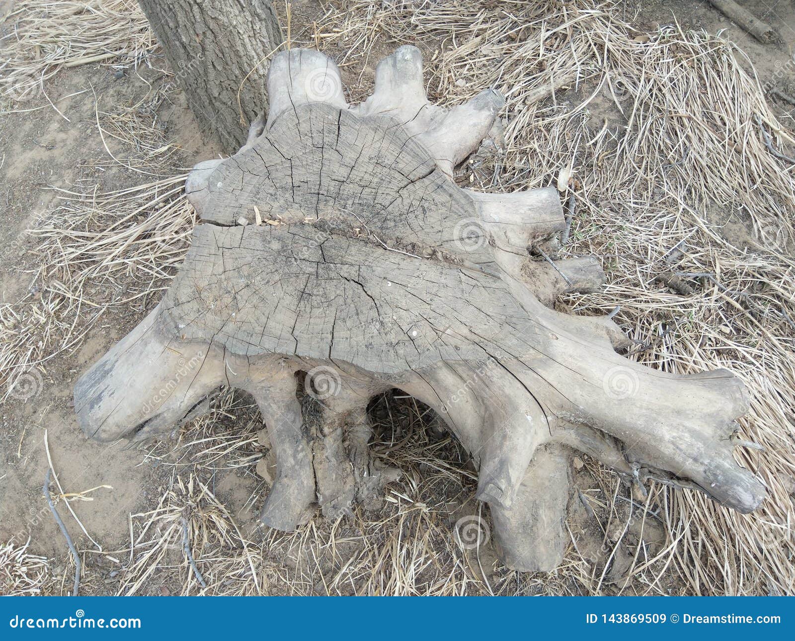 Old tree root stock image. Image of looking, grass, root - 143869509